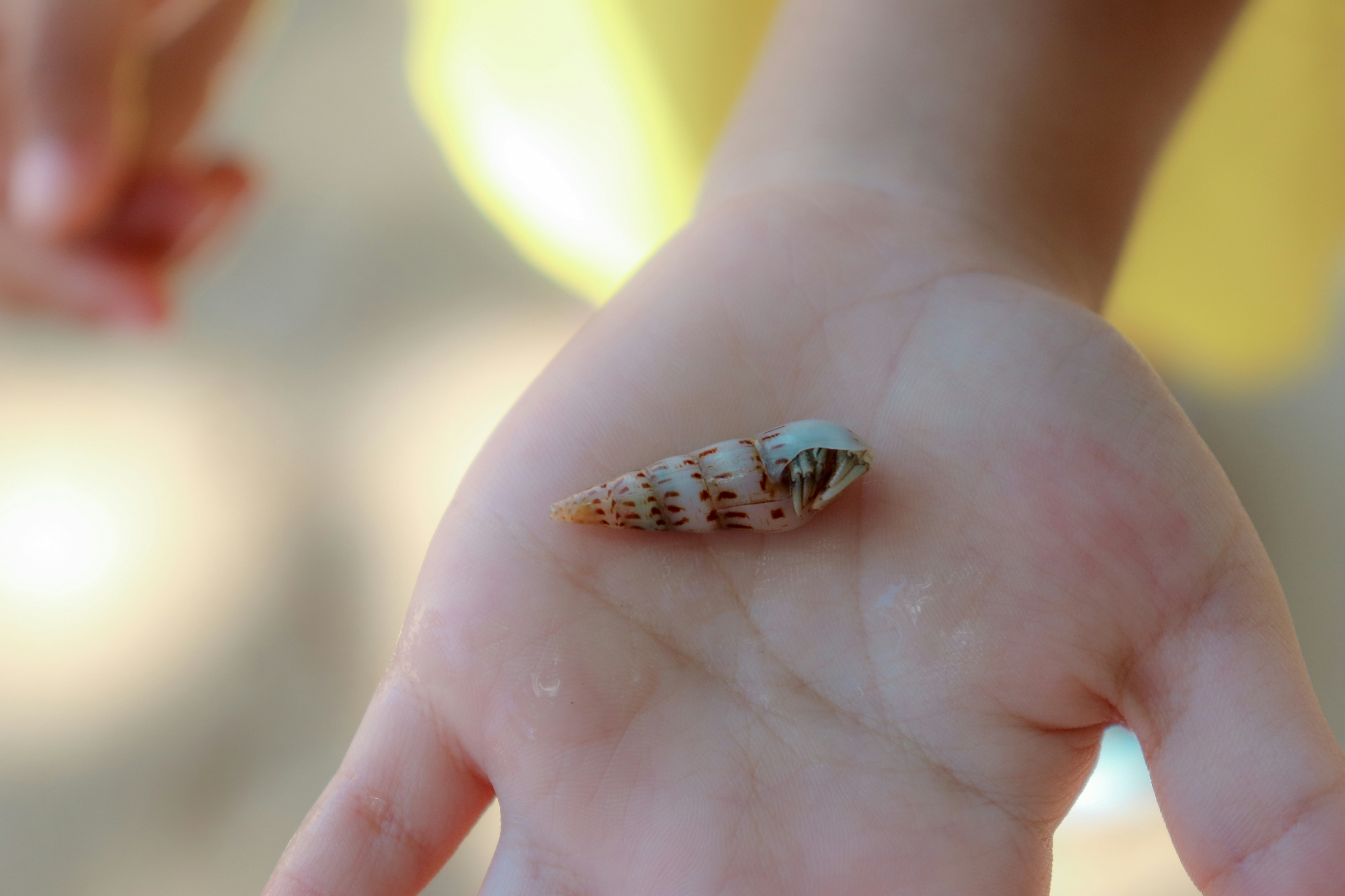 Tiny Conch on a Sunlit Palm: a micro-close shot of a seaside treasure