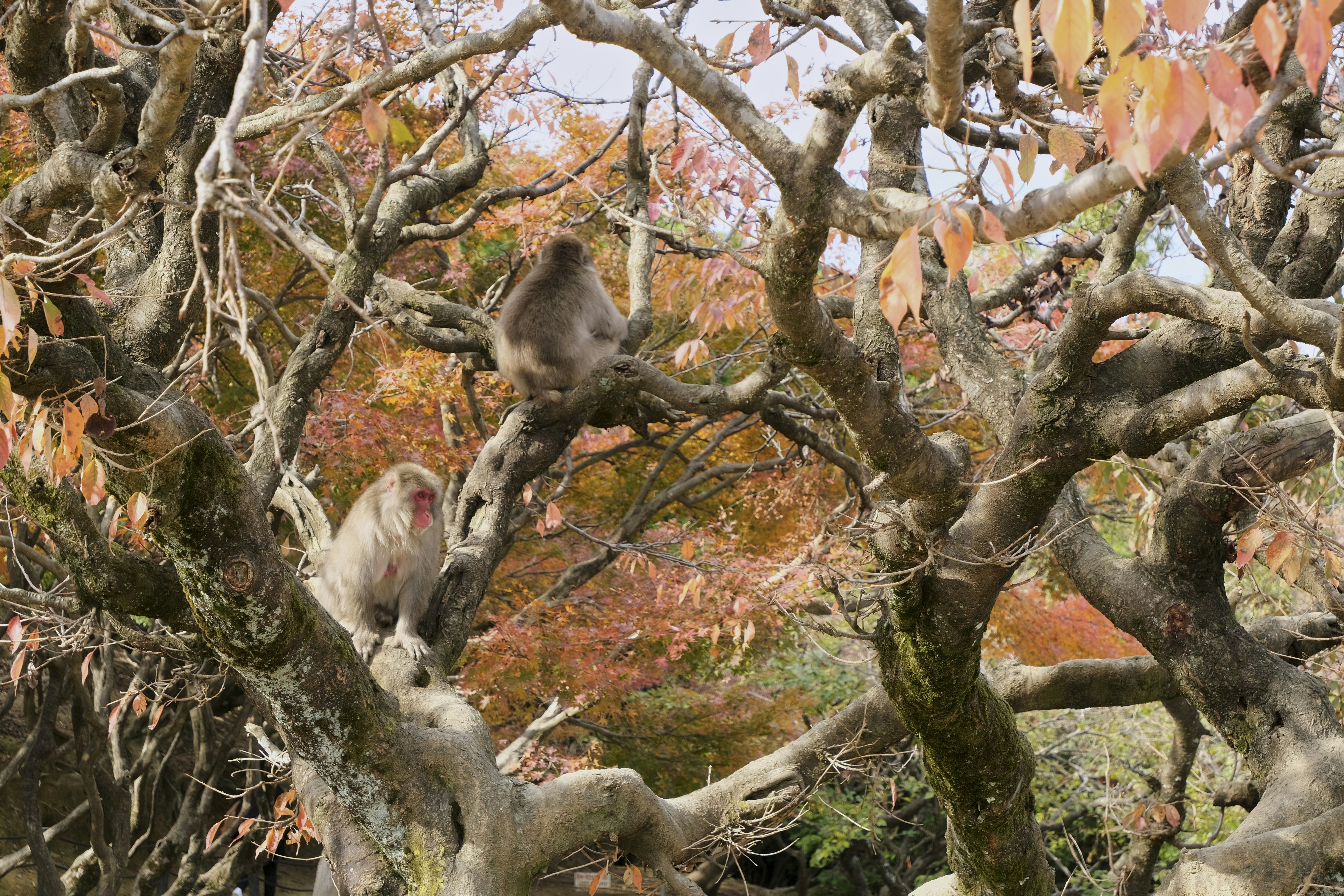 Autumn Arboreal Rendezvous: Two Macaques Among a Tangle of Branches