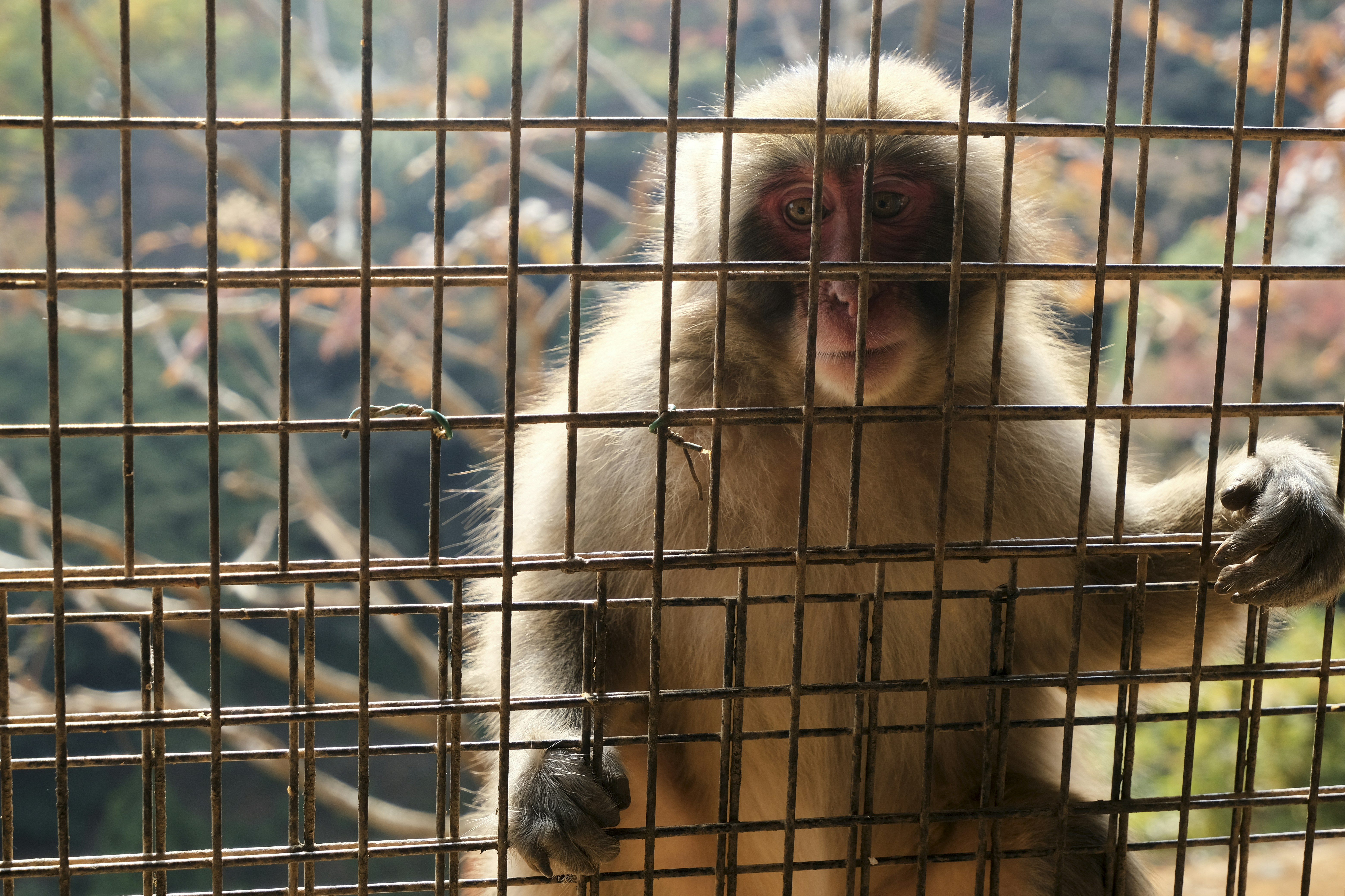 Primate in a Metal Cage: Gaze Through the Grid