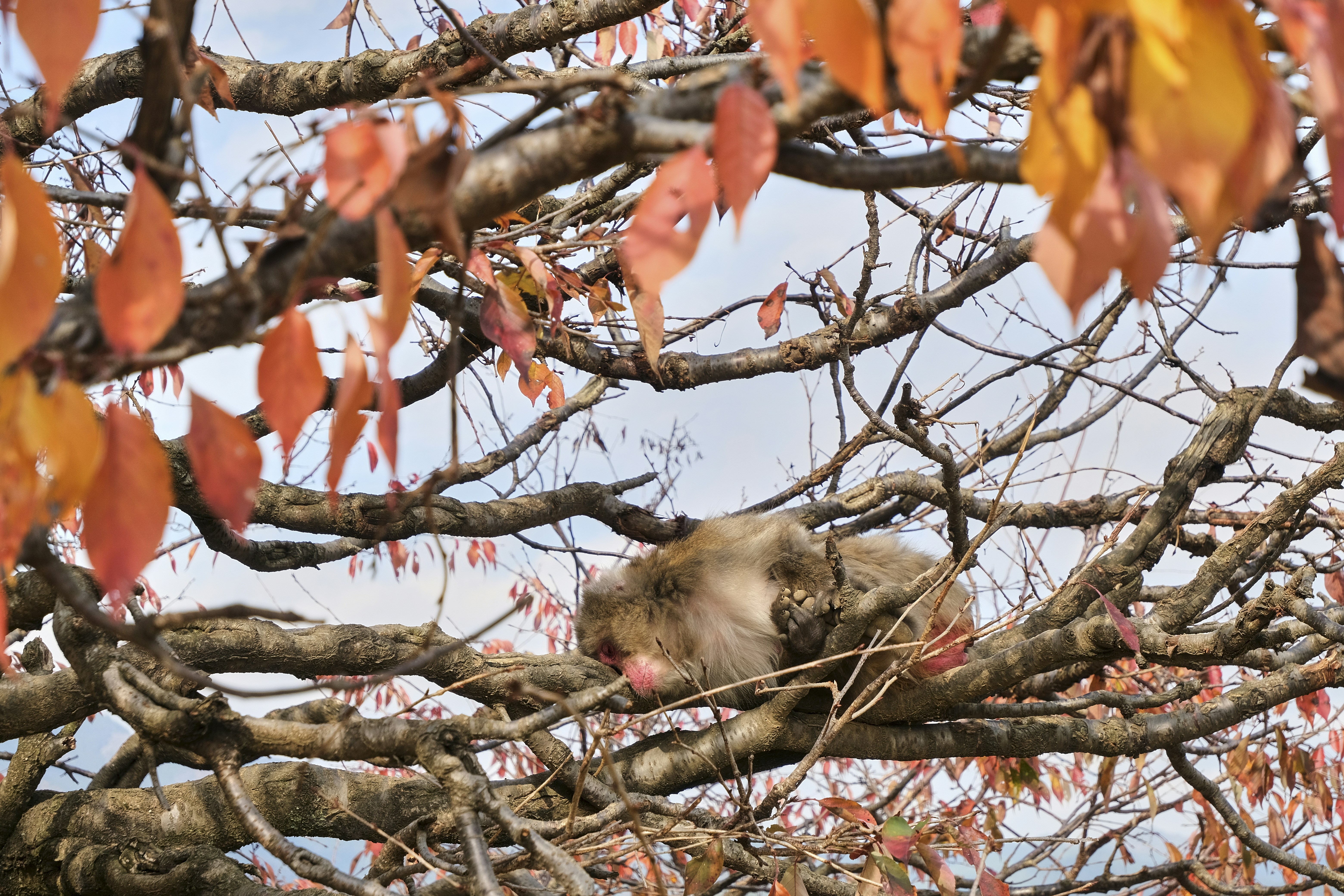 Ember Canopy: a small mammal tucked among autumn branches
