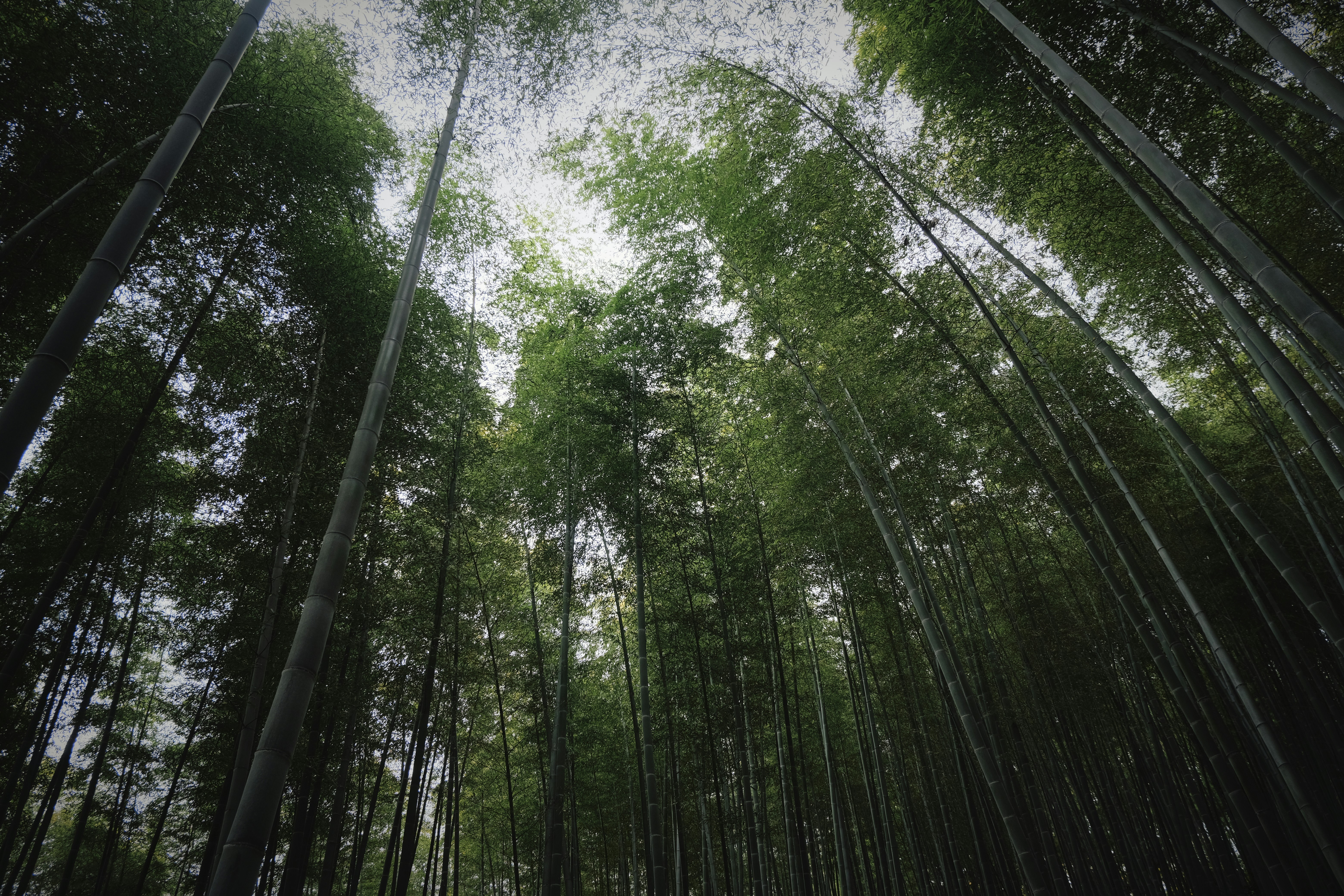 Towering bamboo stalks reaching skyward in the Arashiyama forest with dappled autumn sunlight filtering through.