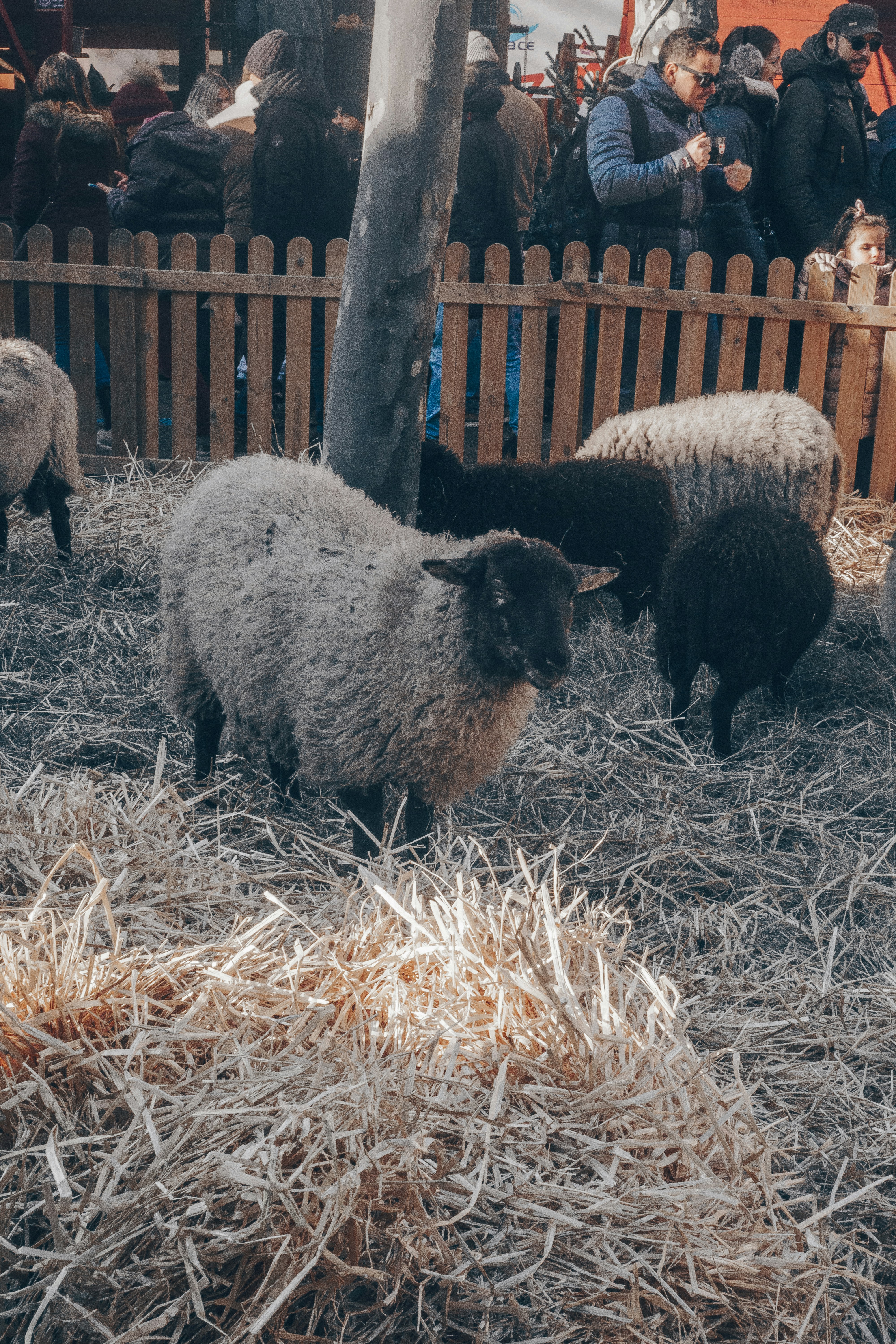 Charcoal-faced ewe under a winter crowd