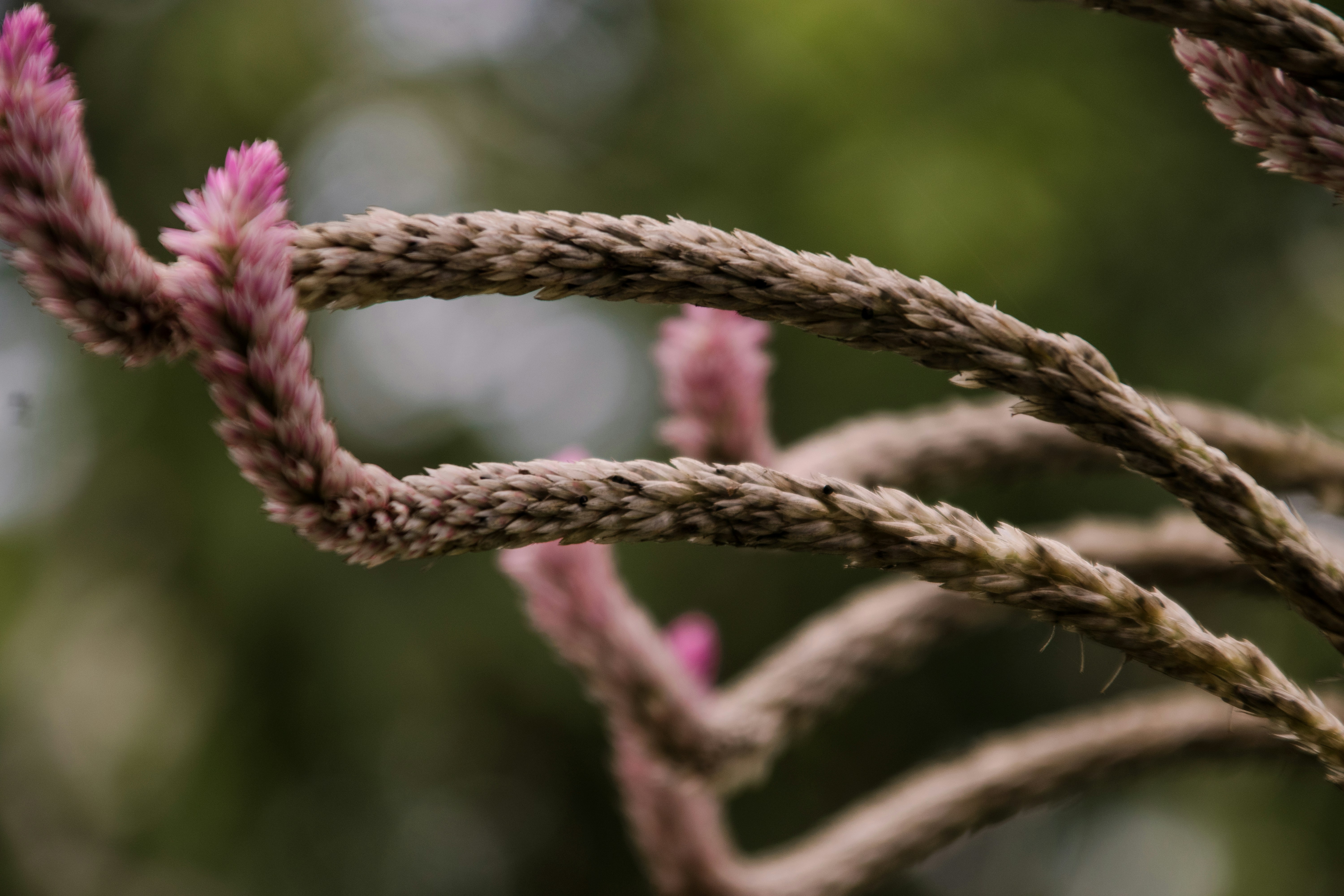 Photo by Bhong Bahala with Canon EOS 200D Mark II