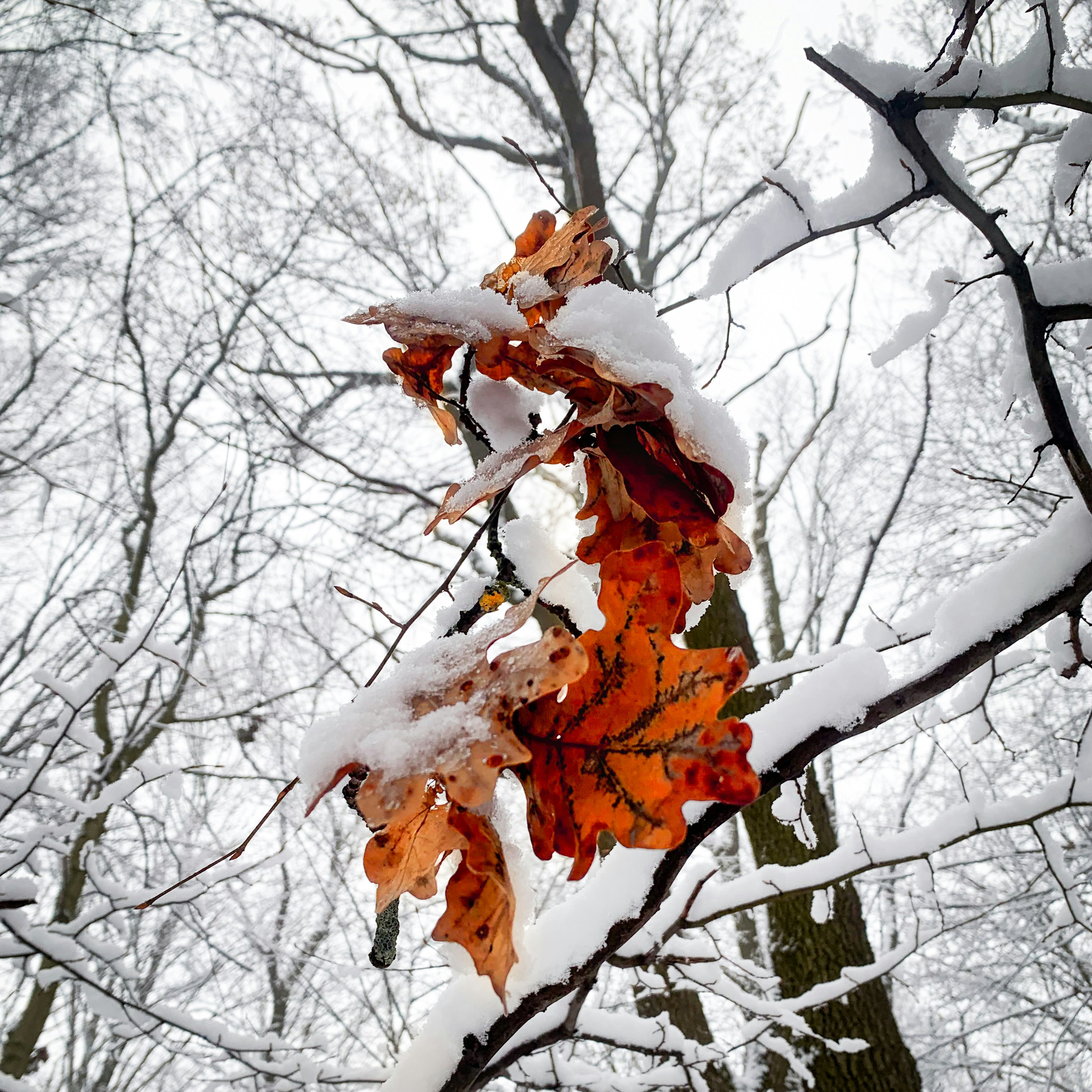 Orange autumn leaves dusted with snow on a tree branch in a wintry forest.