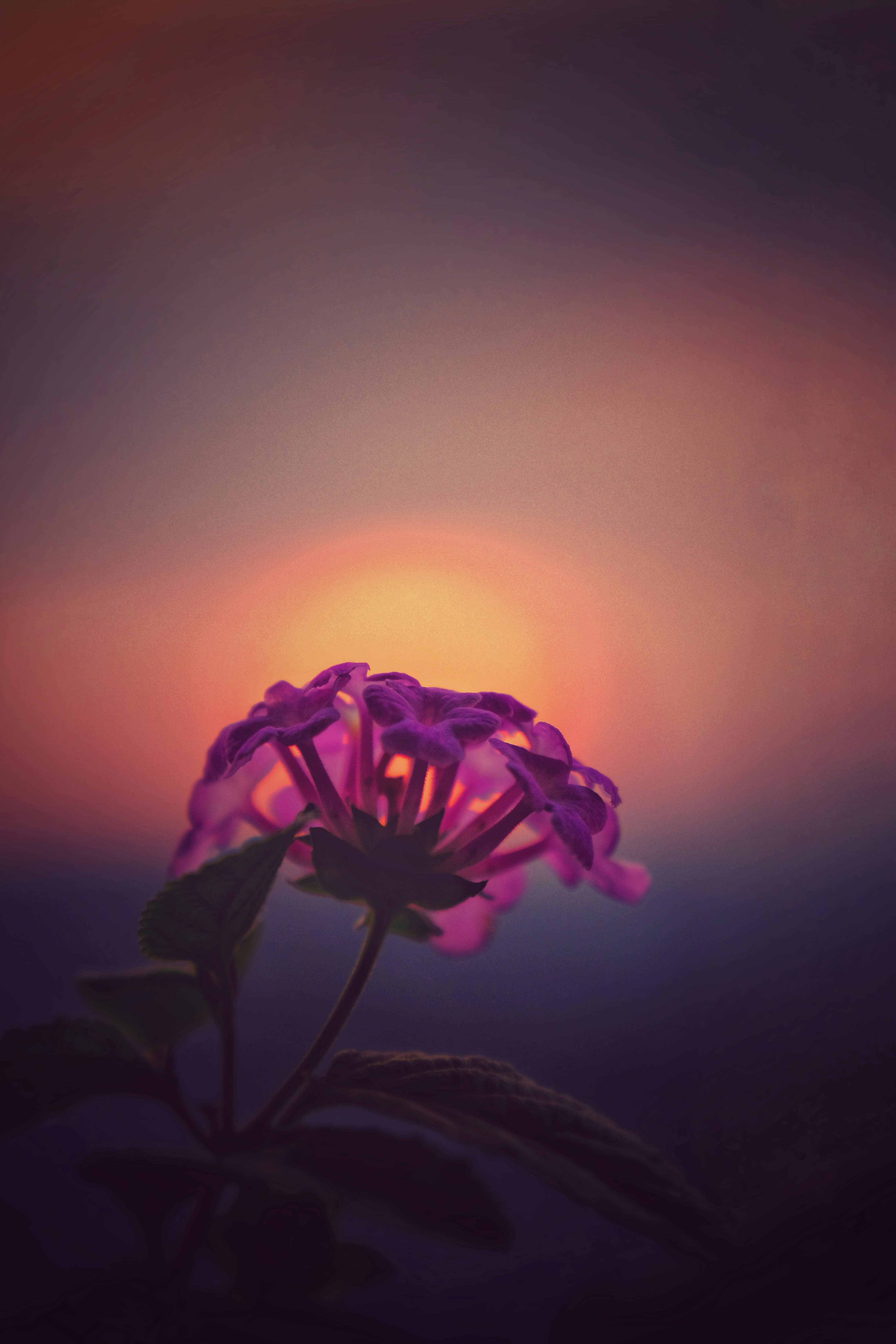Backlit Violet Bloom in a Sunset Veil