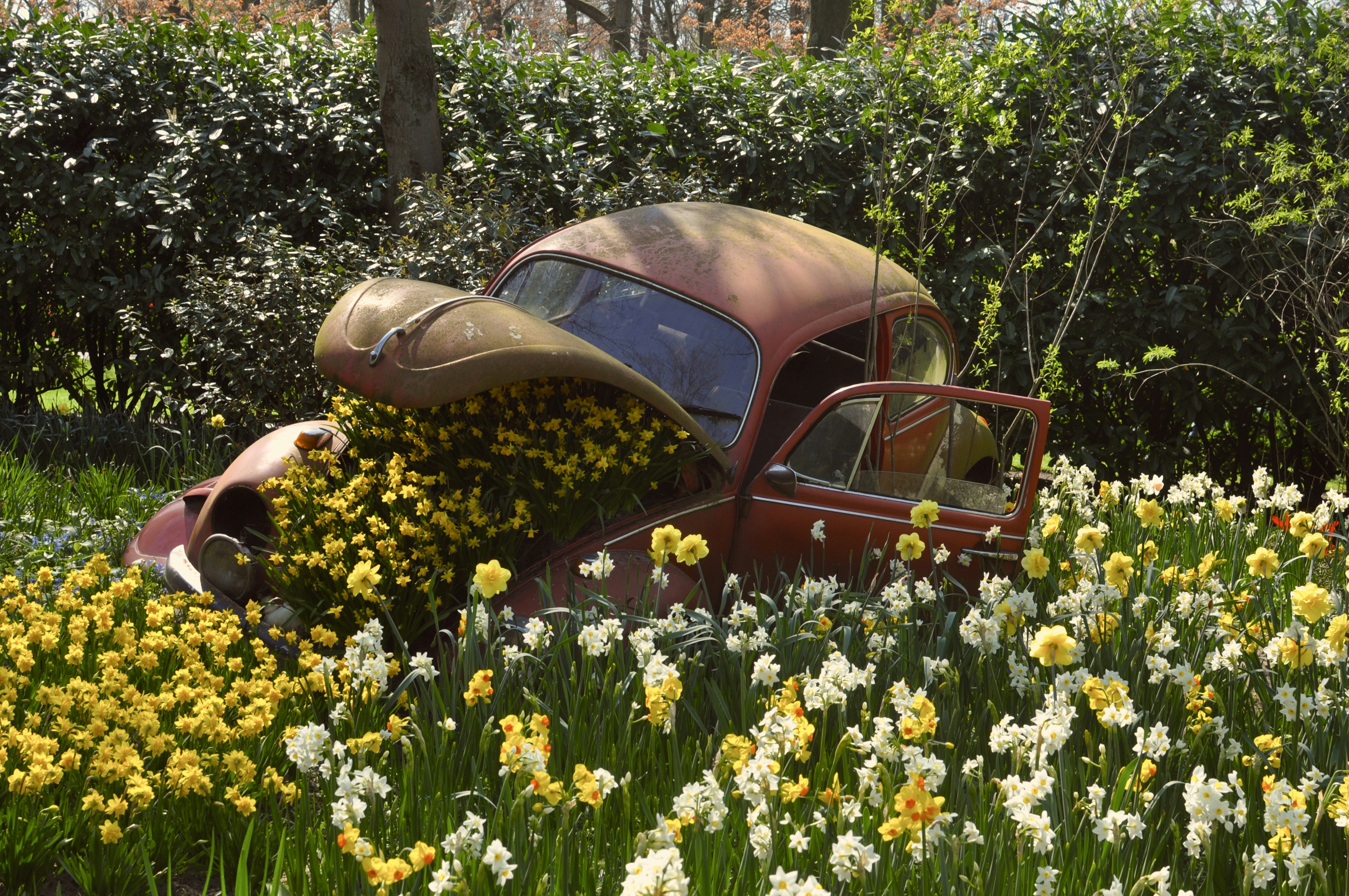 Rust-Red Vintage Car Reclaimed by a Field of Daffodils