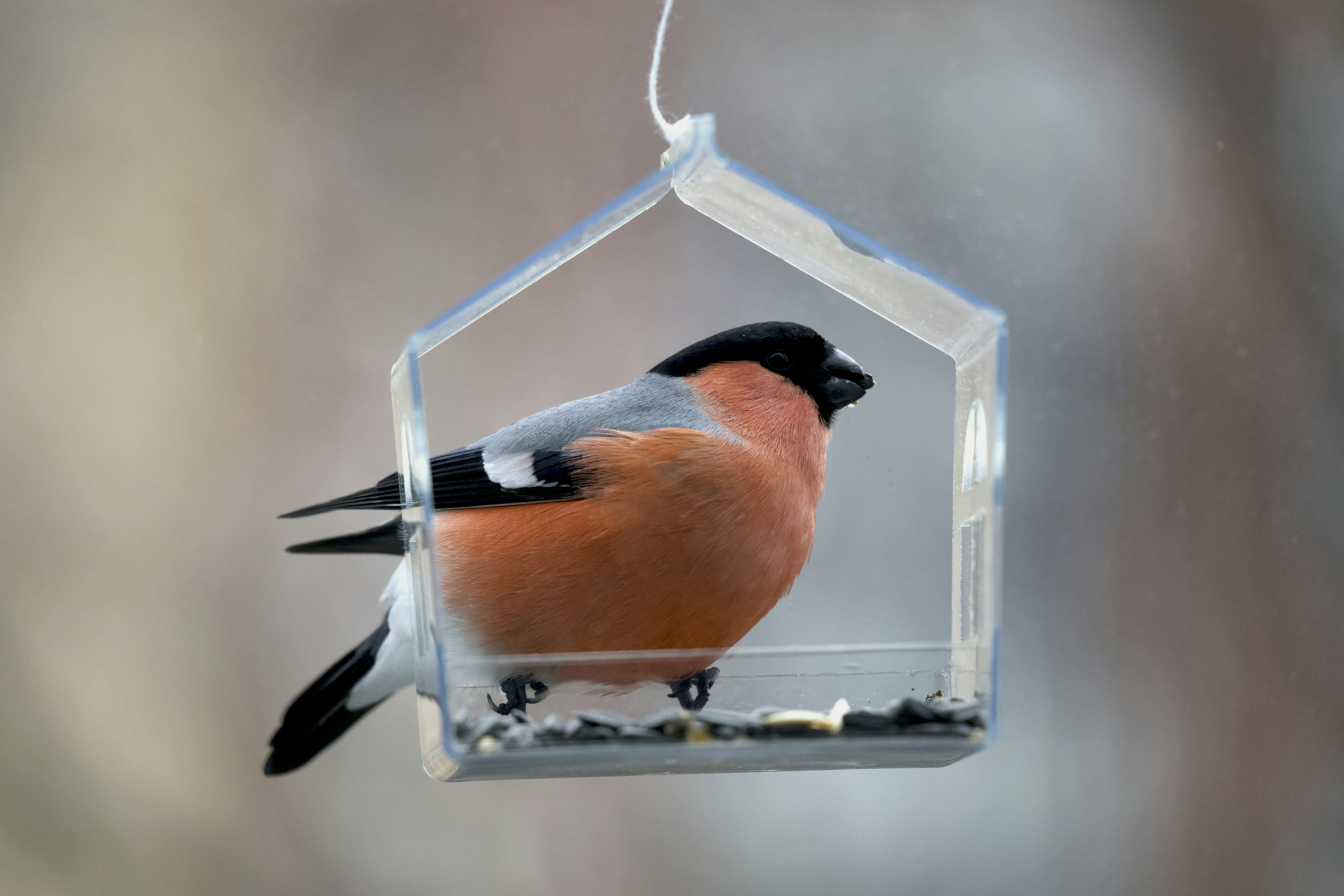 Crimson Bullfinch at a Glass-Hung Feeding Nook