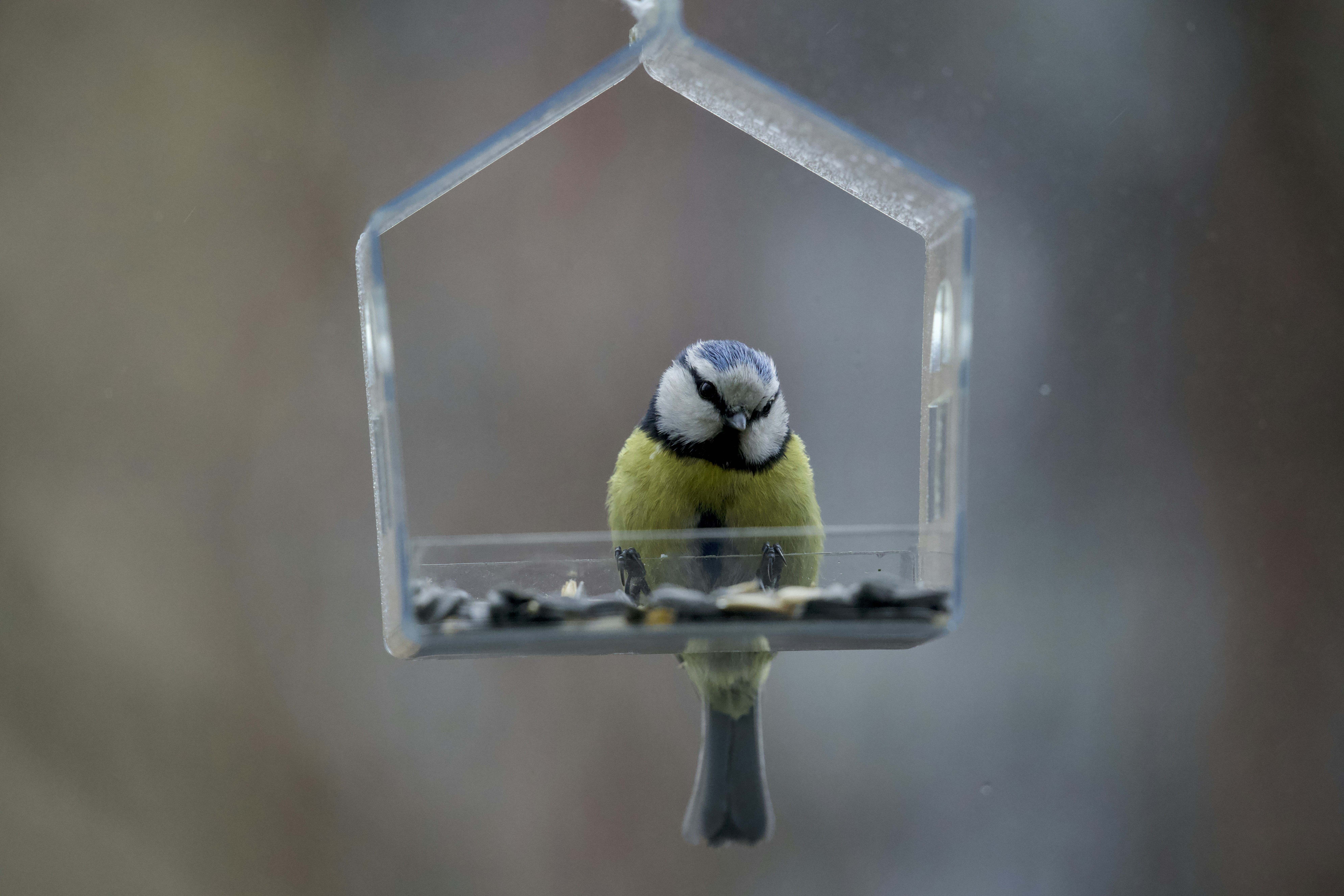 Center Stage: Great Tit in a Glass Birdfeeder