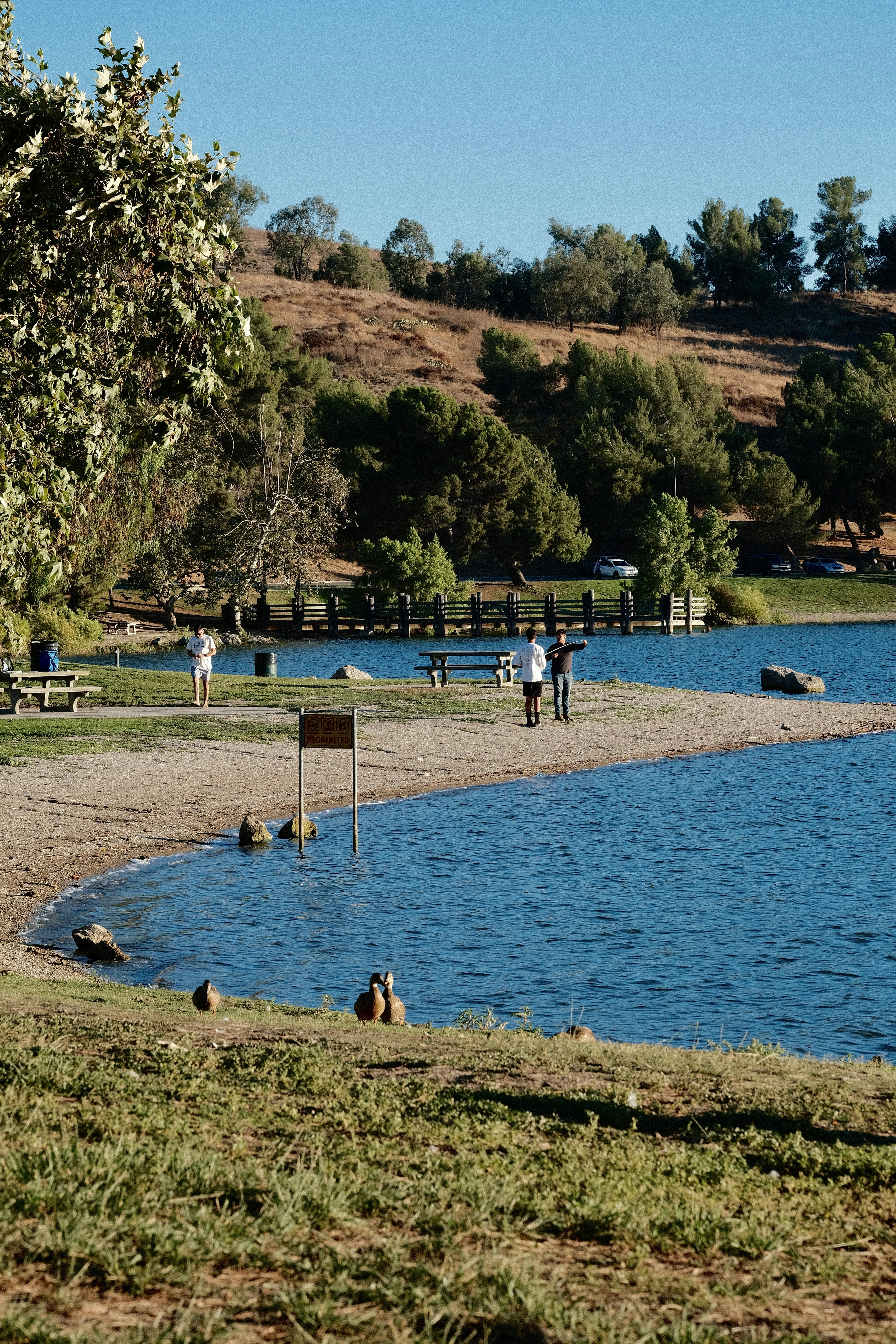 Sunlit Shoreline: People at the Water's Edge Under a Hillside Canopy