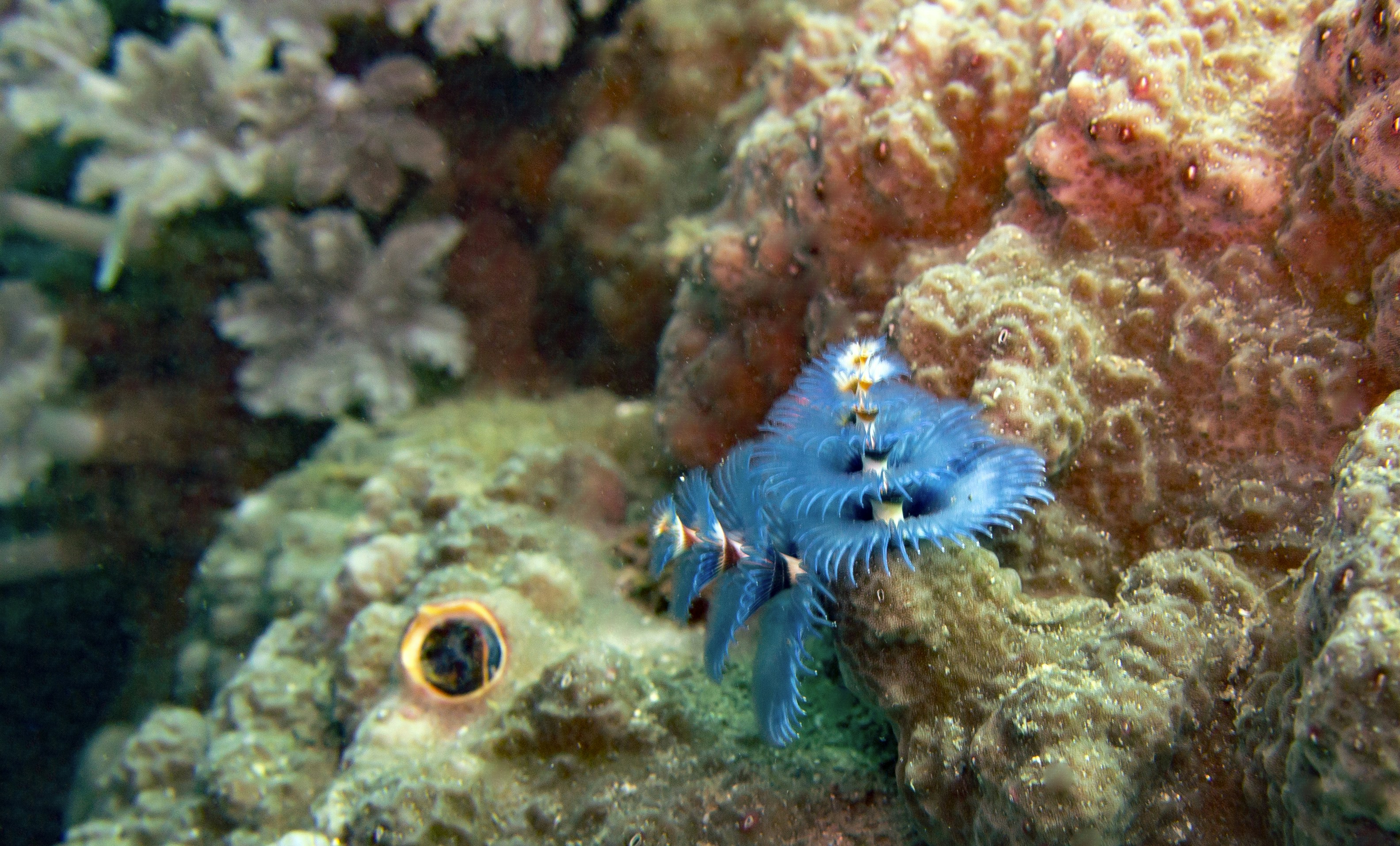 A blue and white sea animal sitting on a coral photo – Free Underwater ...