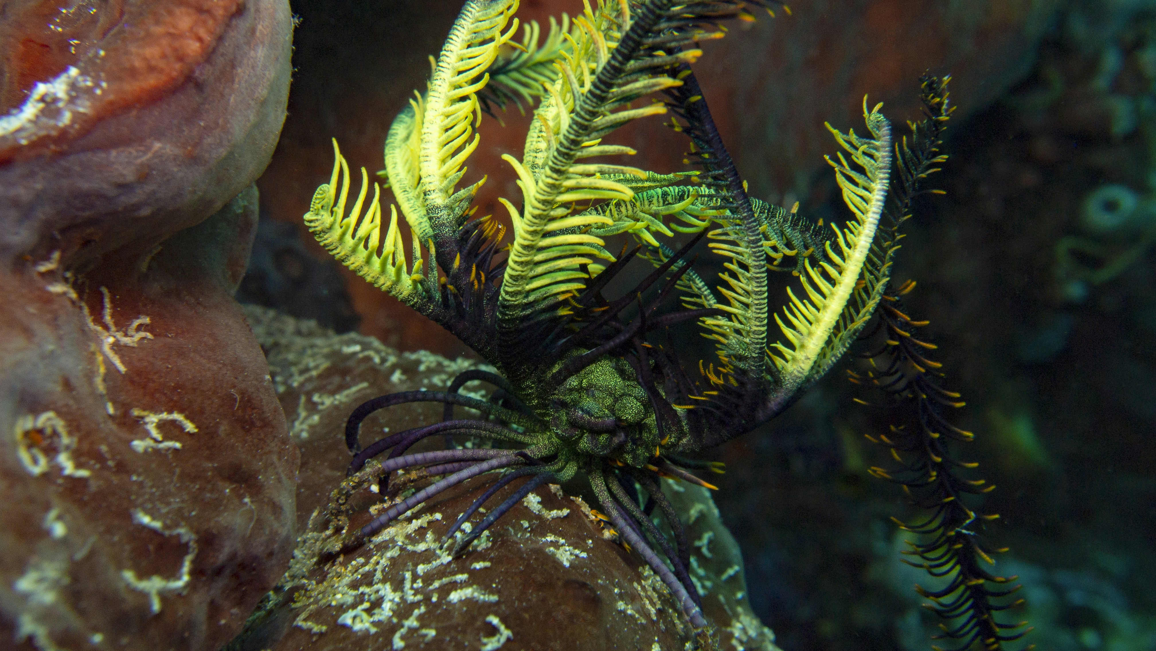 Fragile Ferns Crown a Coral Encrusted Rock