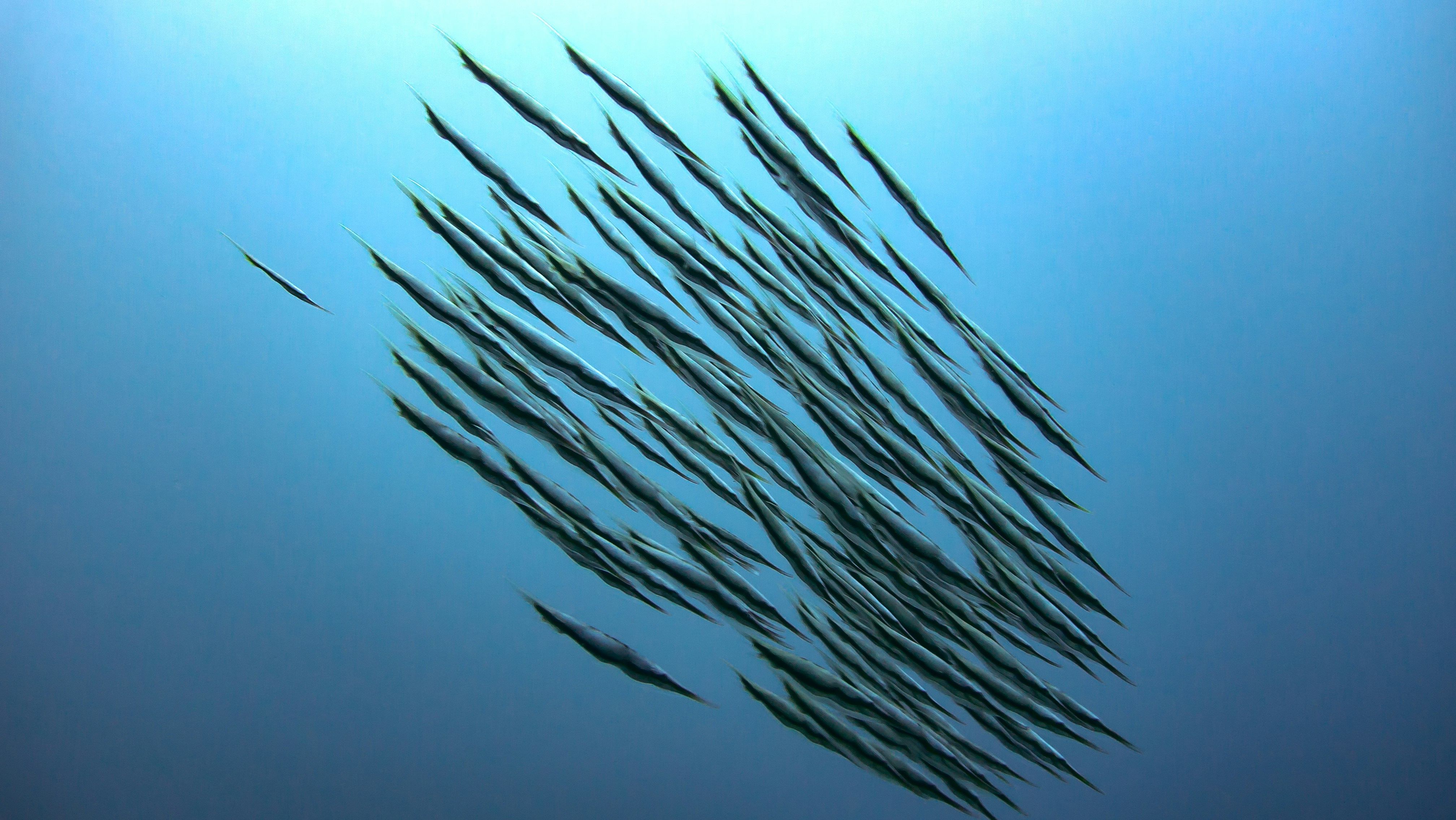 Underwater photograph of a synchronized school of slender fish gliding diagonally through deep blue water.
