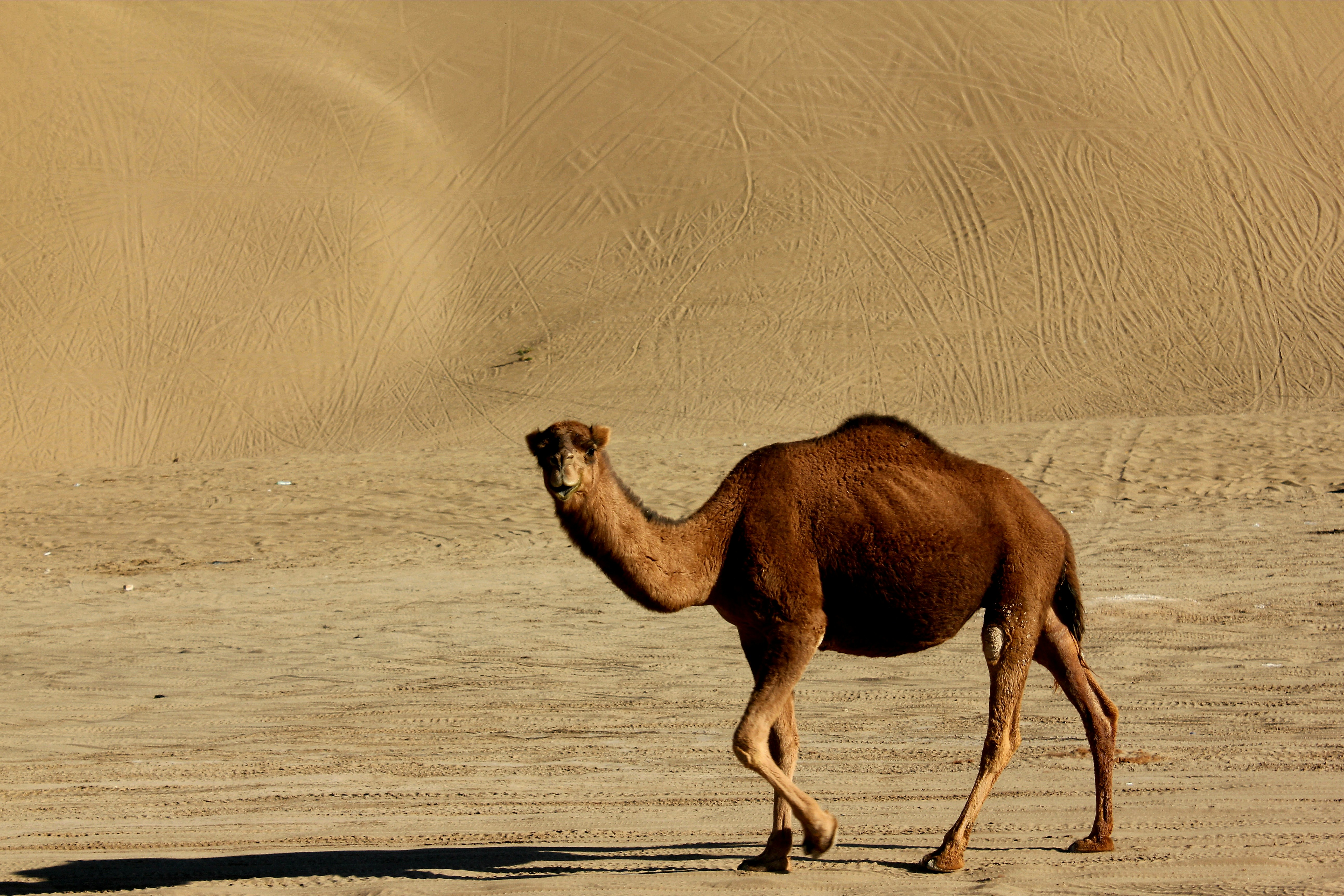 A camel walking in the desert with sand dunes in the background photo ...