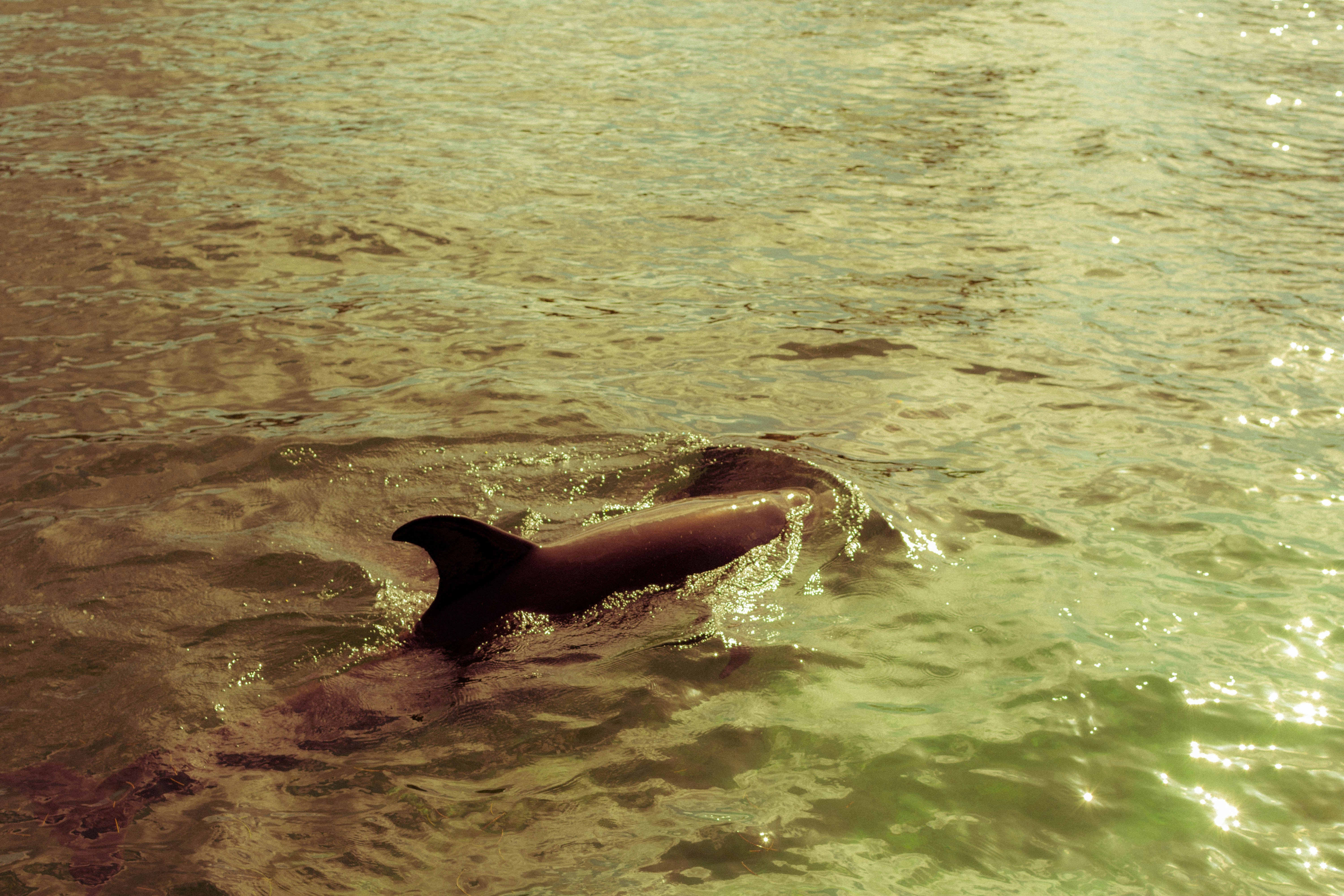 Green-tinted Wake: A Dolphin Silhouette Gliding Through Shimmering Tide