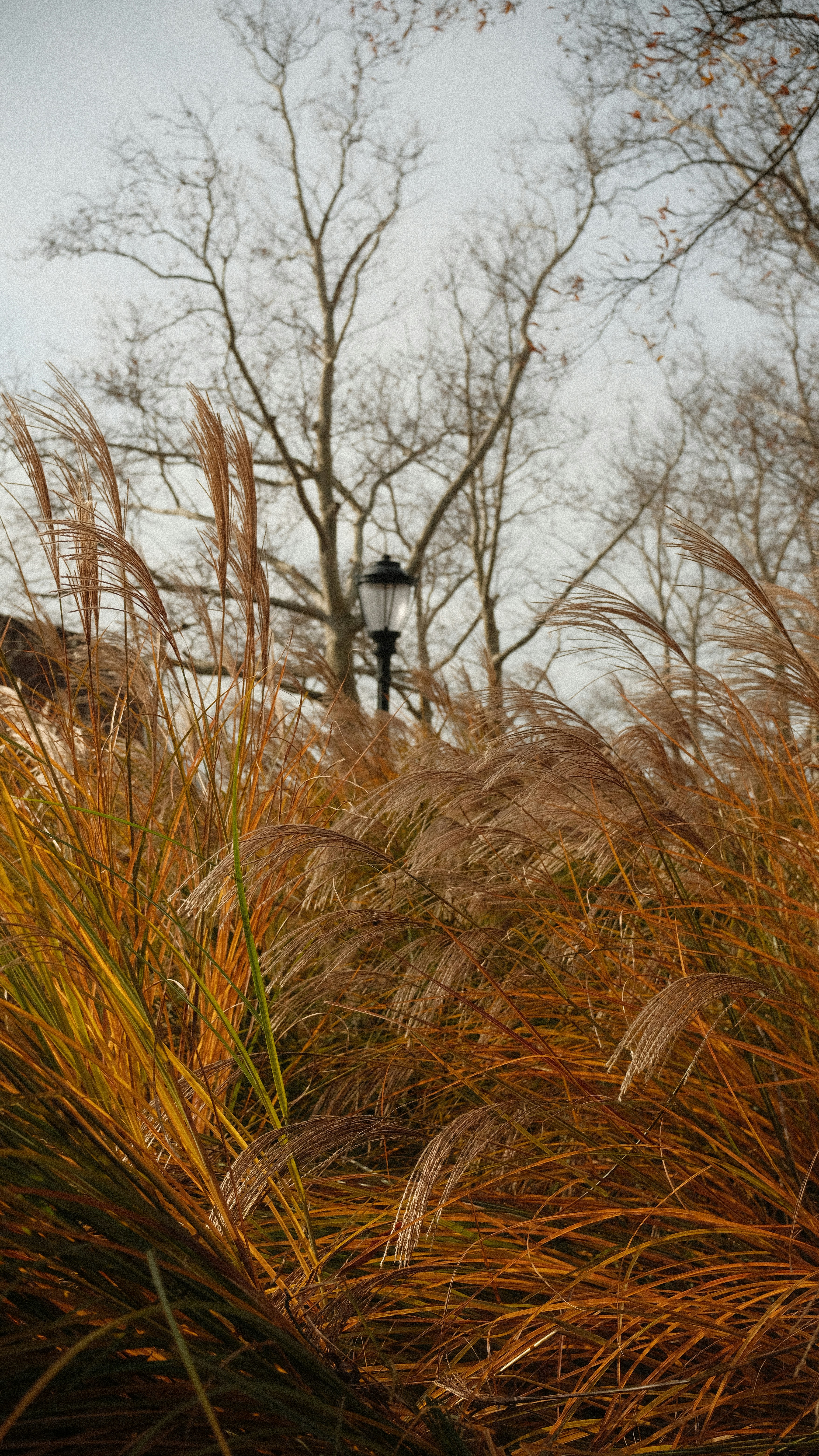 Lone Lamppost Rising Through Amber Grasses