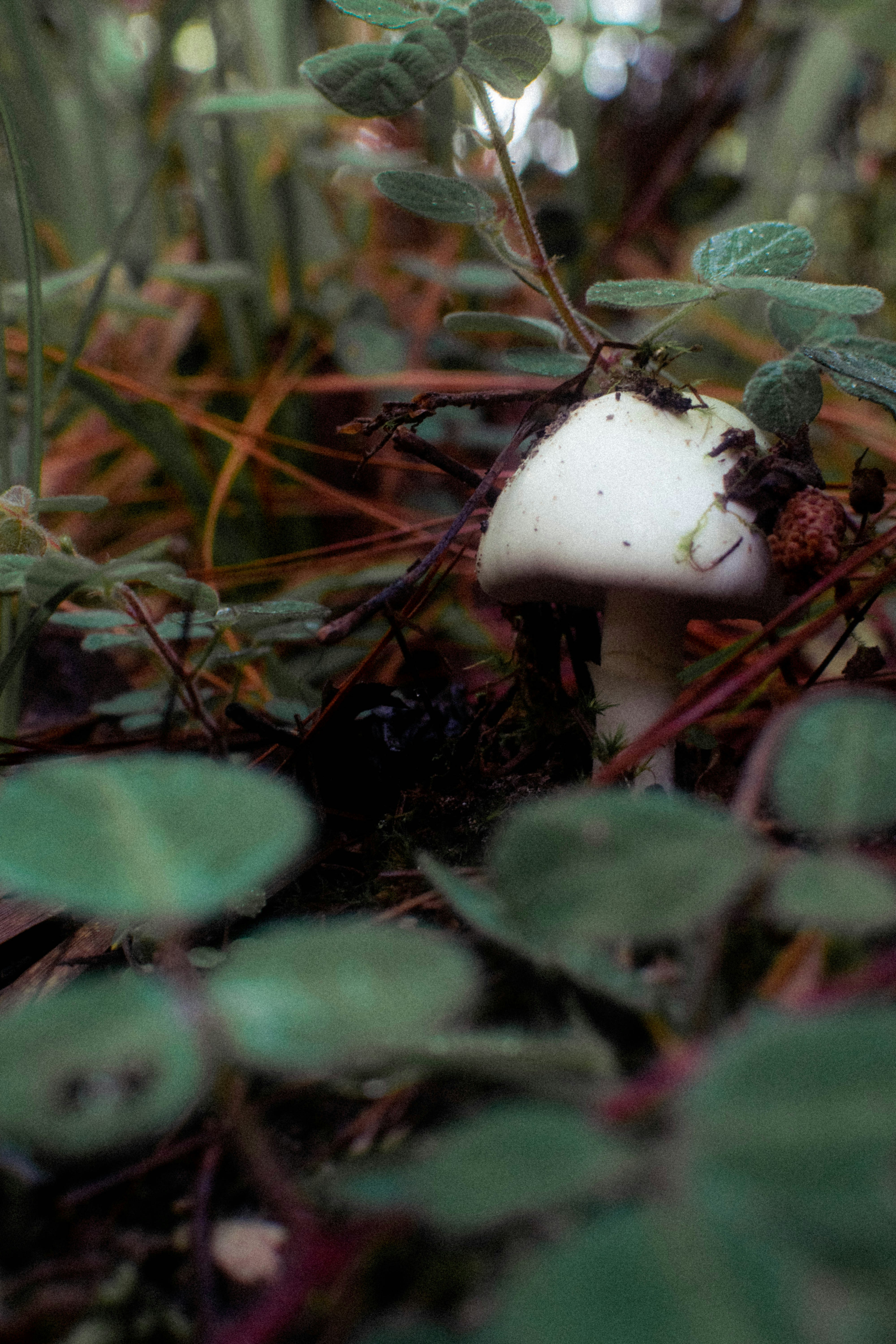 Mushroom in Focus: a quiet macro study of damp forest floor