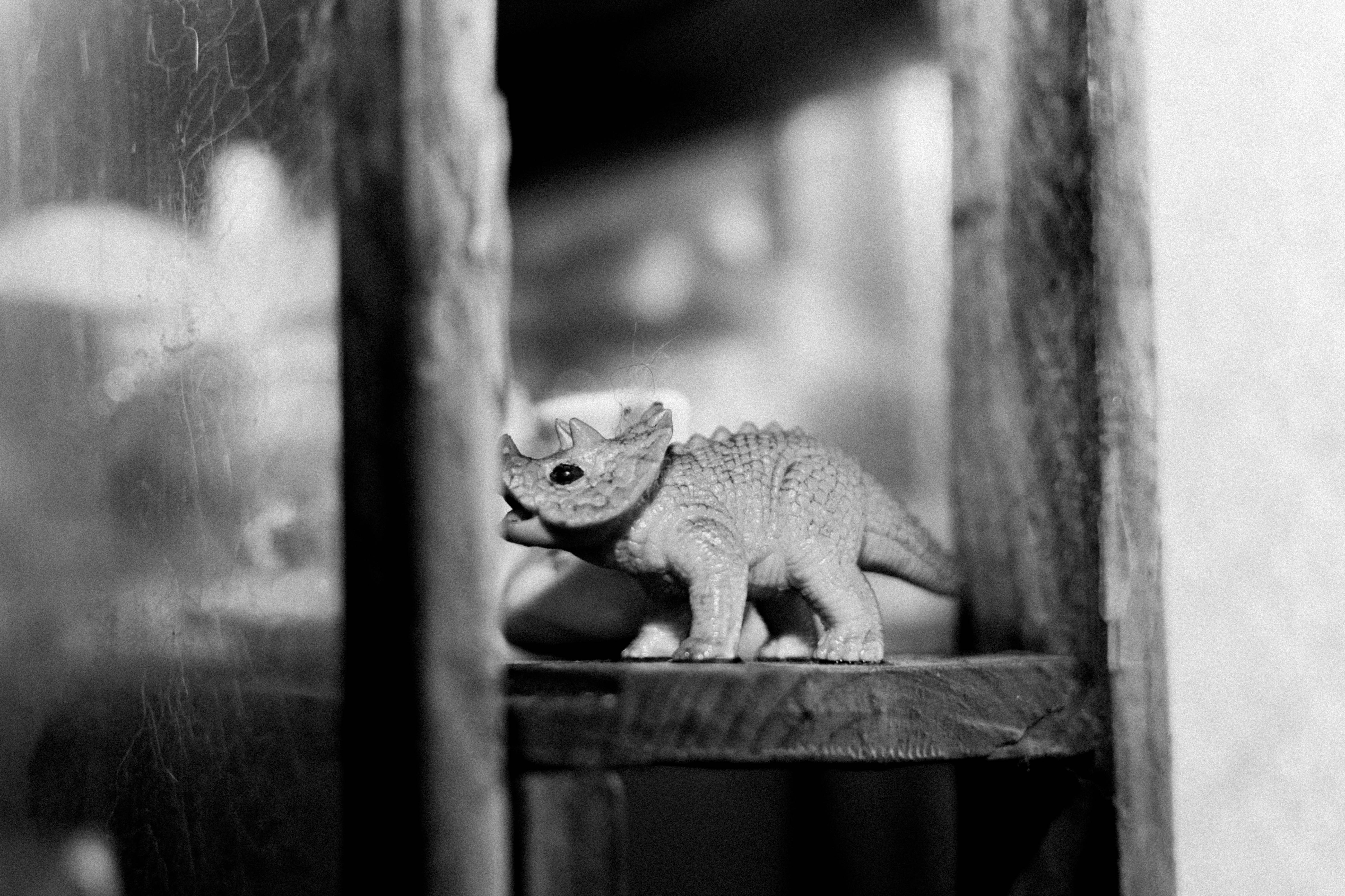 Between Slats, a Tiny Triceratops Holds Court