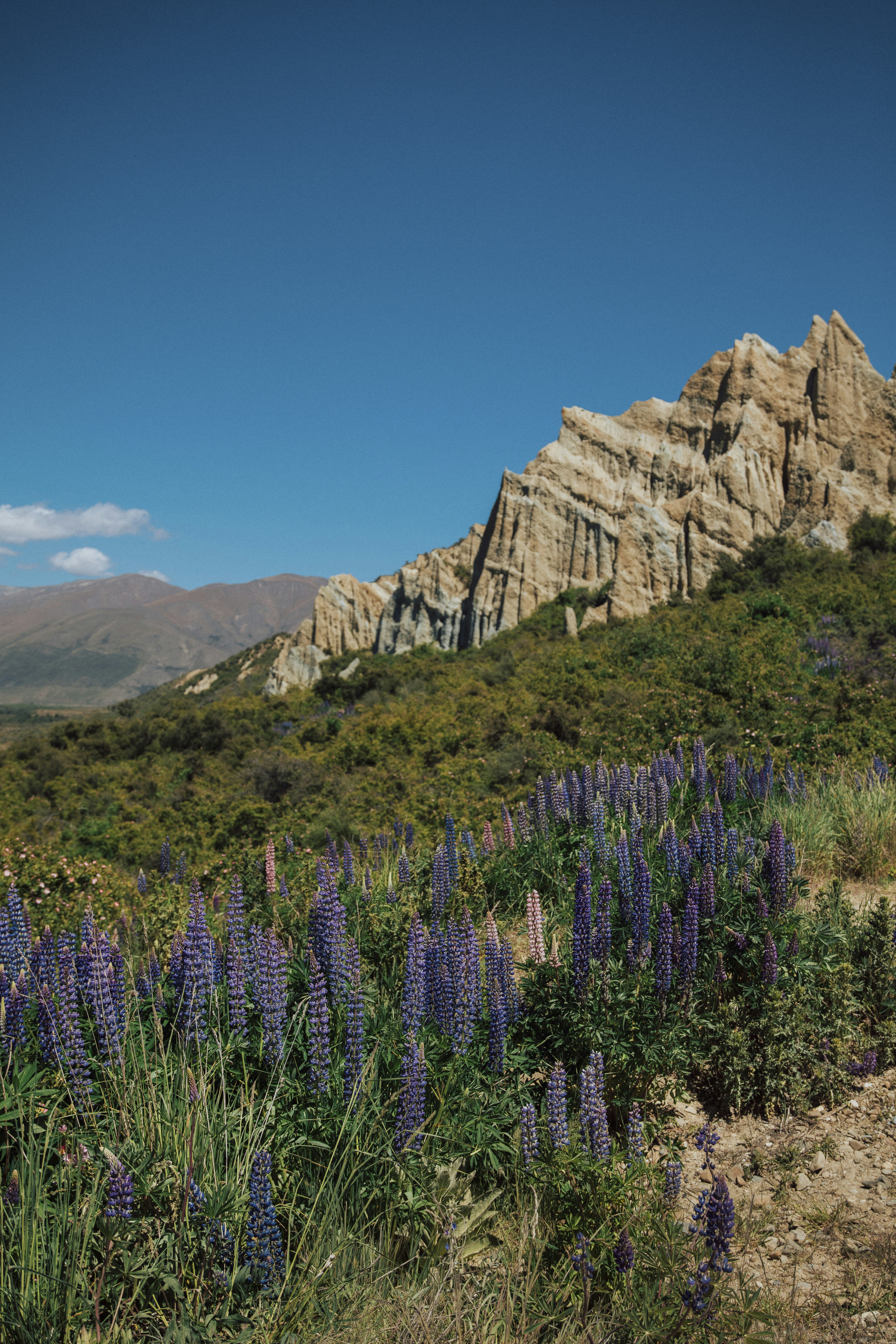 Rugged Ridge Symphony: Violet Blooms at Stone Spires