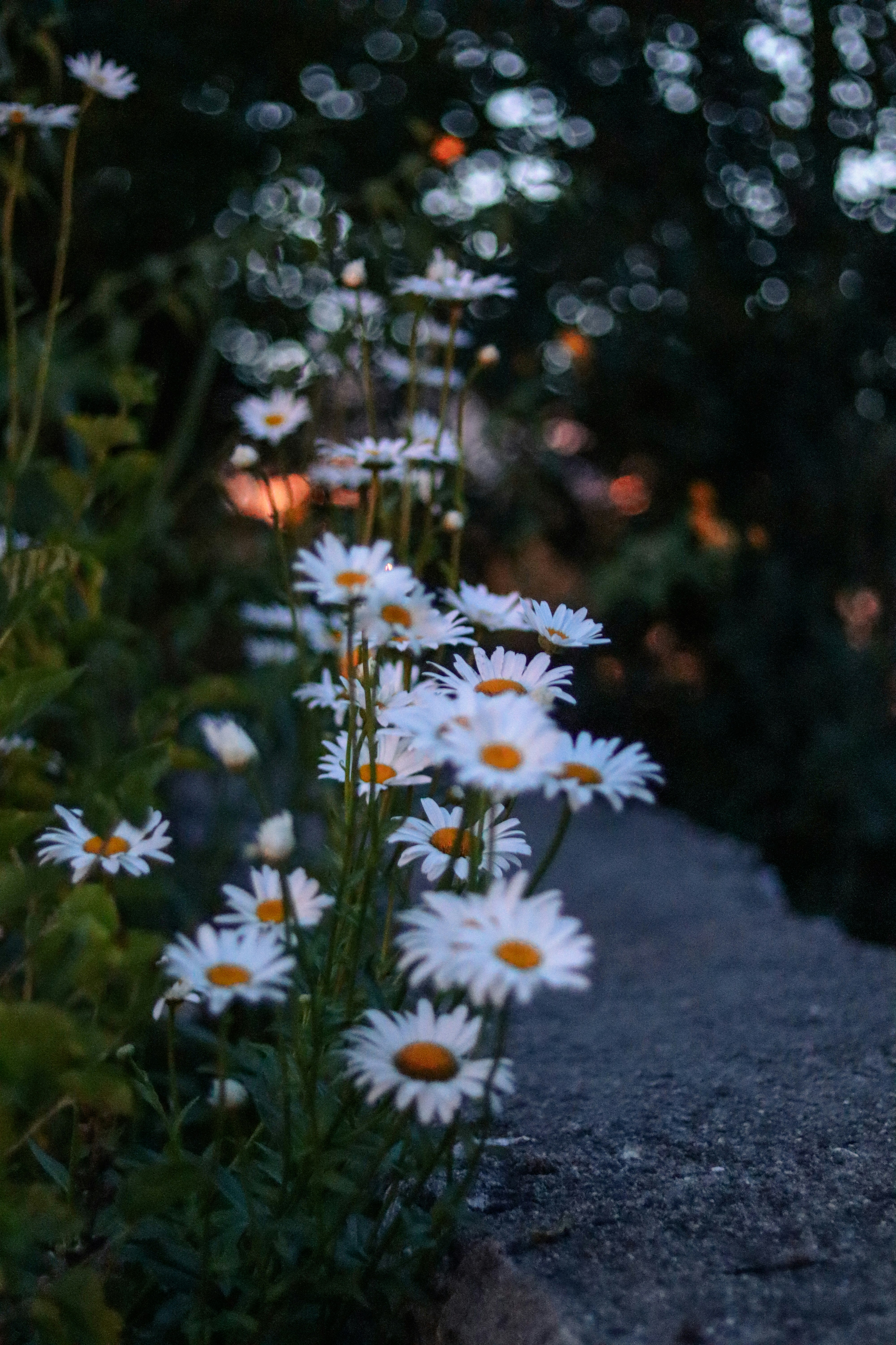 Dusk-Soft Daisies Along a Narrow Path
