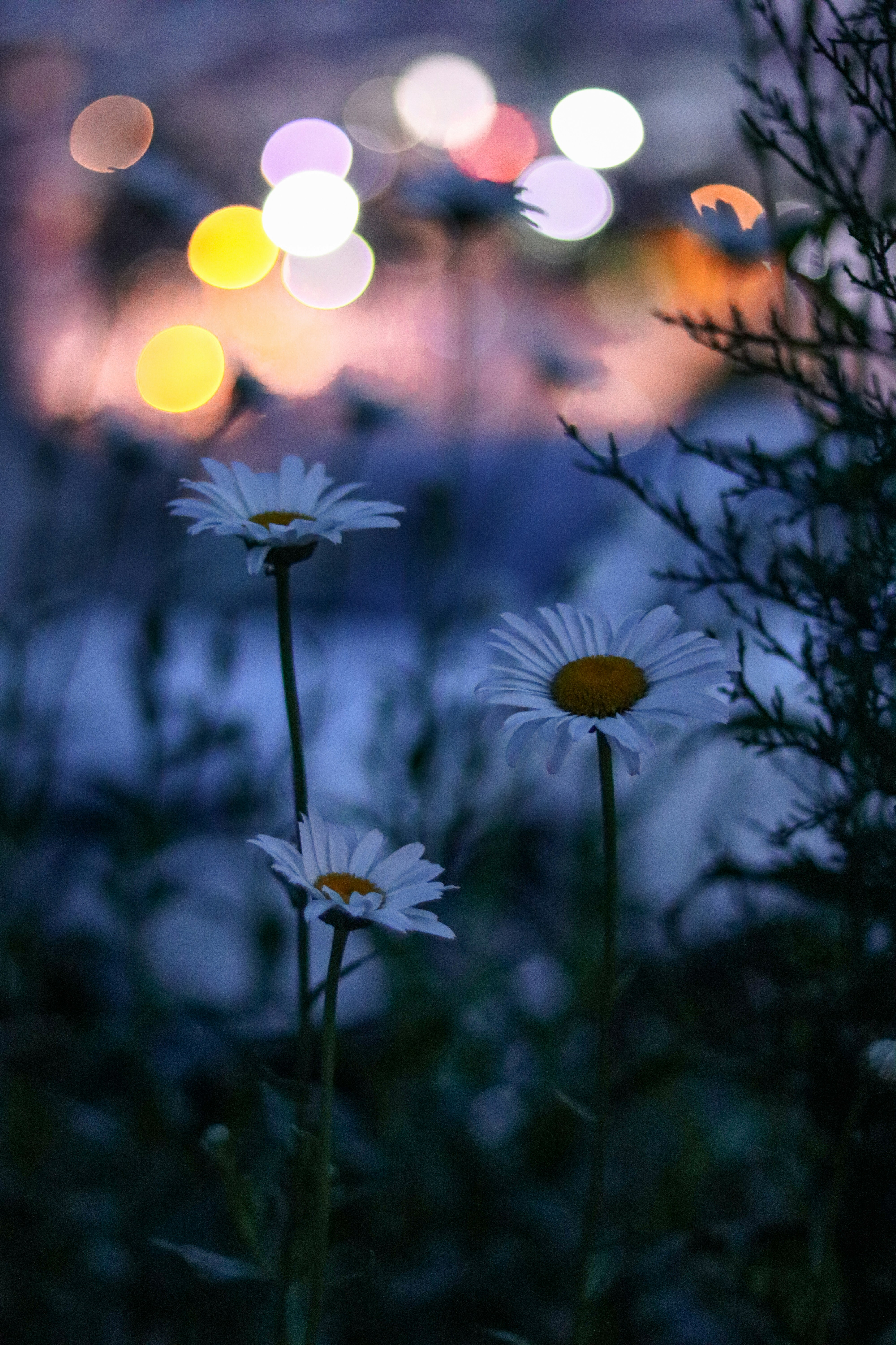 Daisies at Dusk: Delicate Petals Meet City Bokeh