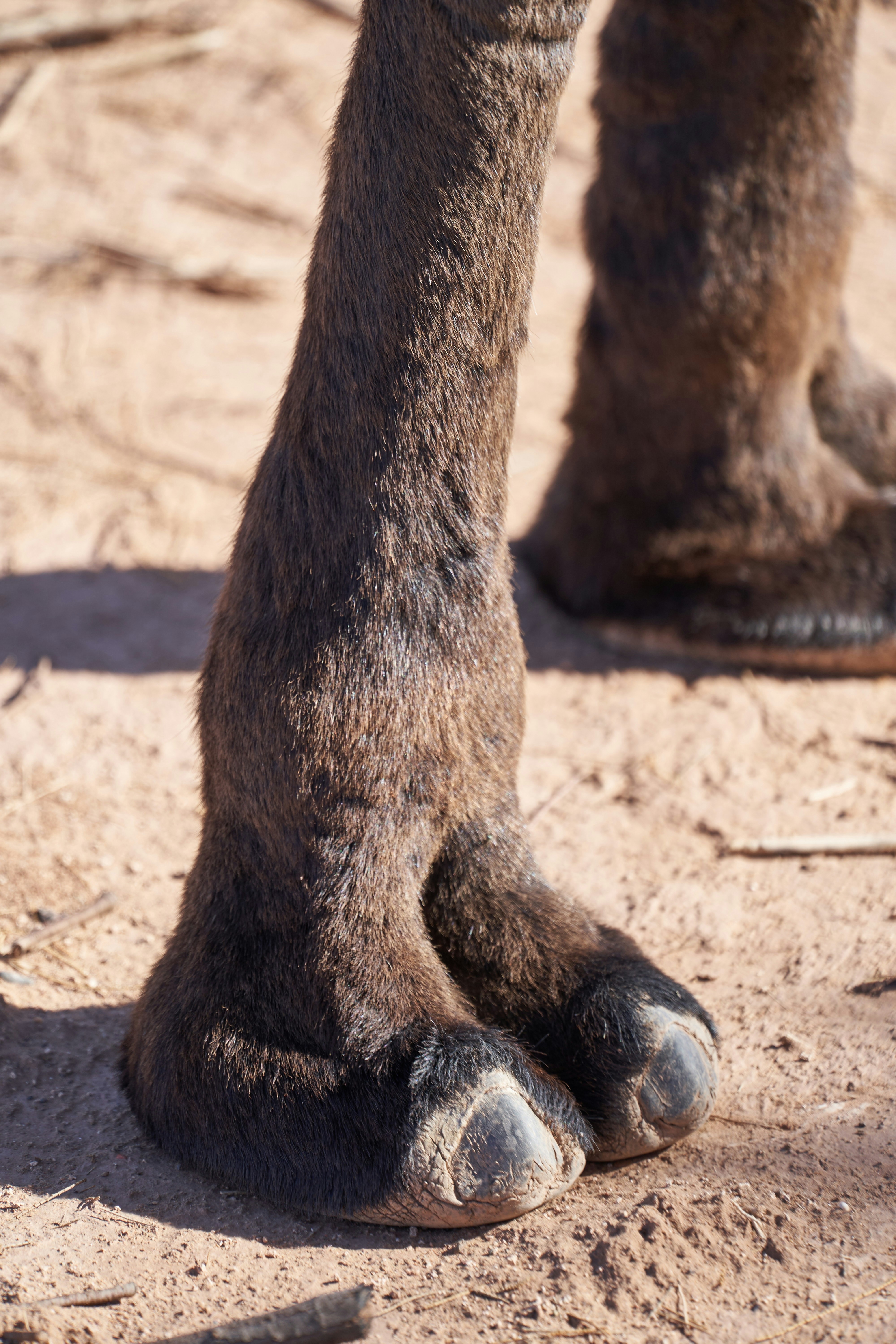 Camel Toe Public Scroller Pictures | Download Free Images on Unsplash