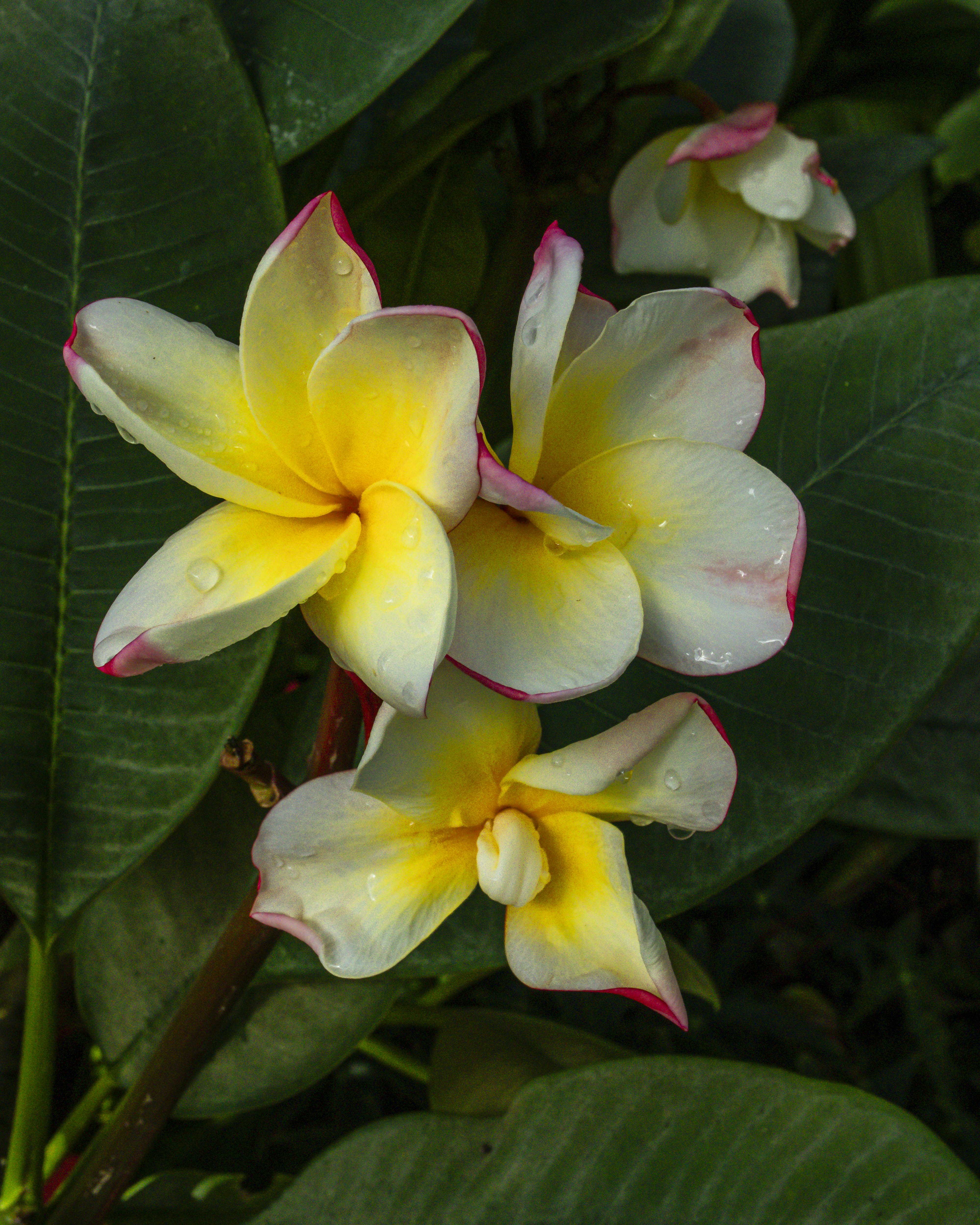 Dew-kissed Plumeria Cluster on a Velvet Green Backdrop