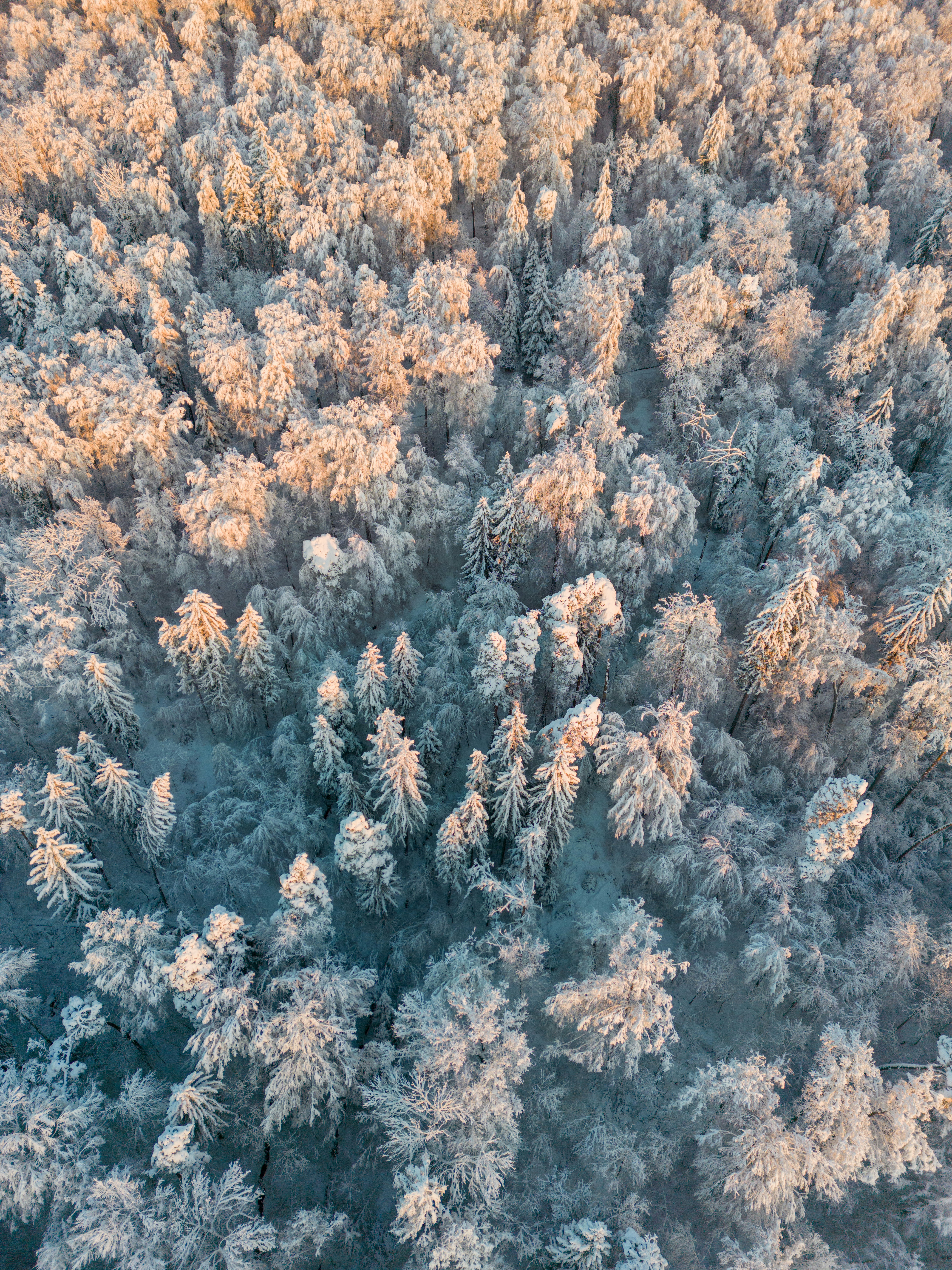 A large group of trees covered in snow photo – Free Switzerland Image ...
