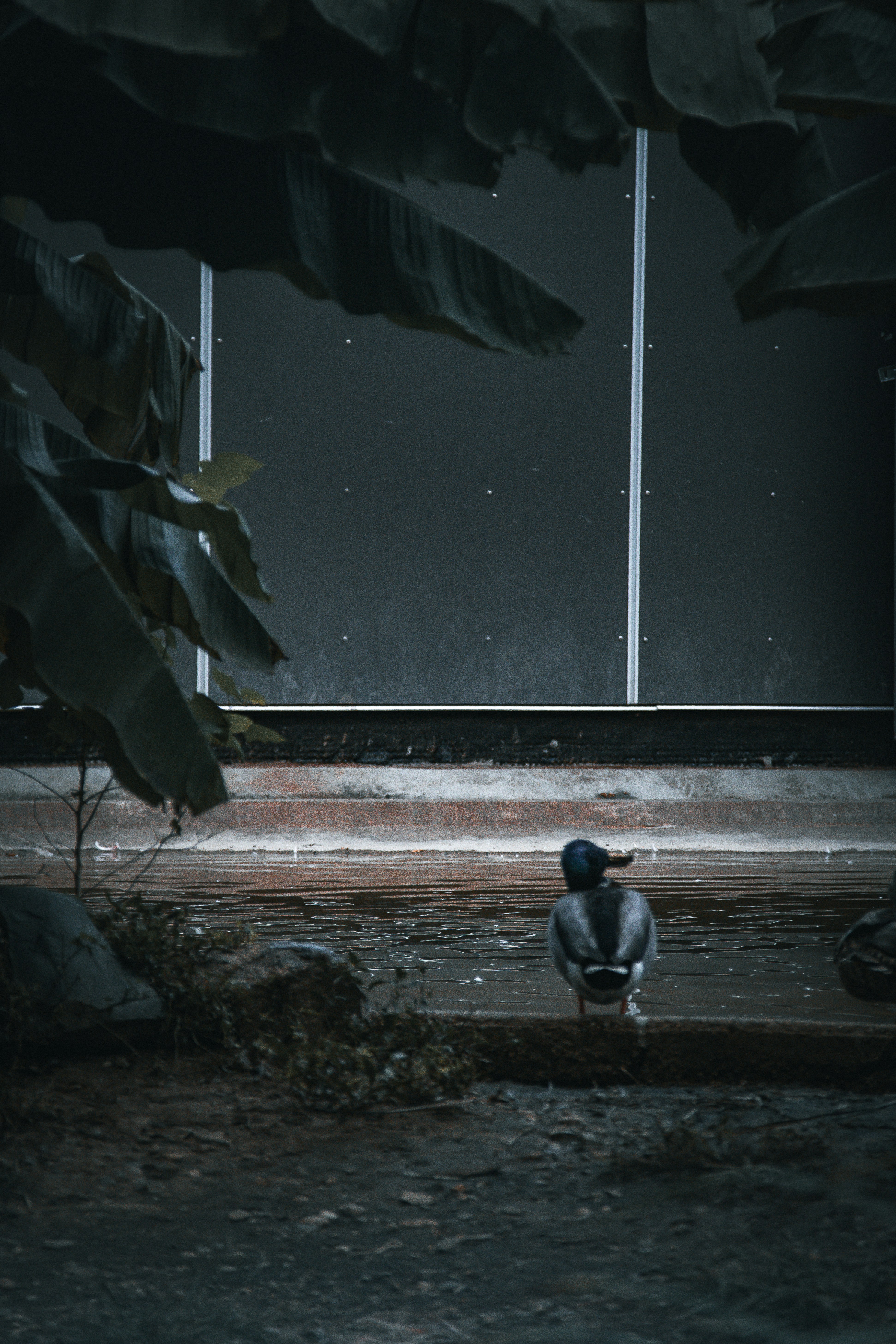 Ducklight at the Edge: A Night Moment Framed by Leaves and Steel