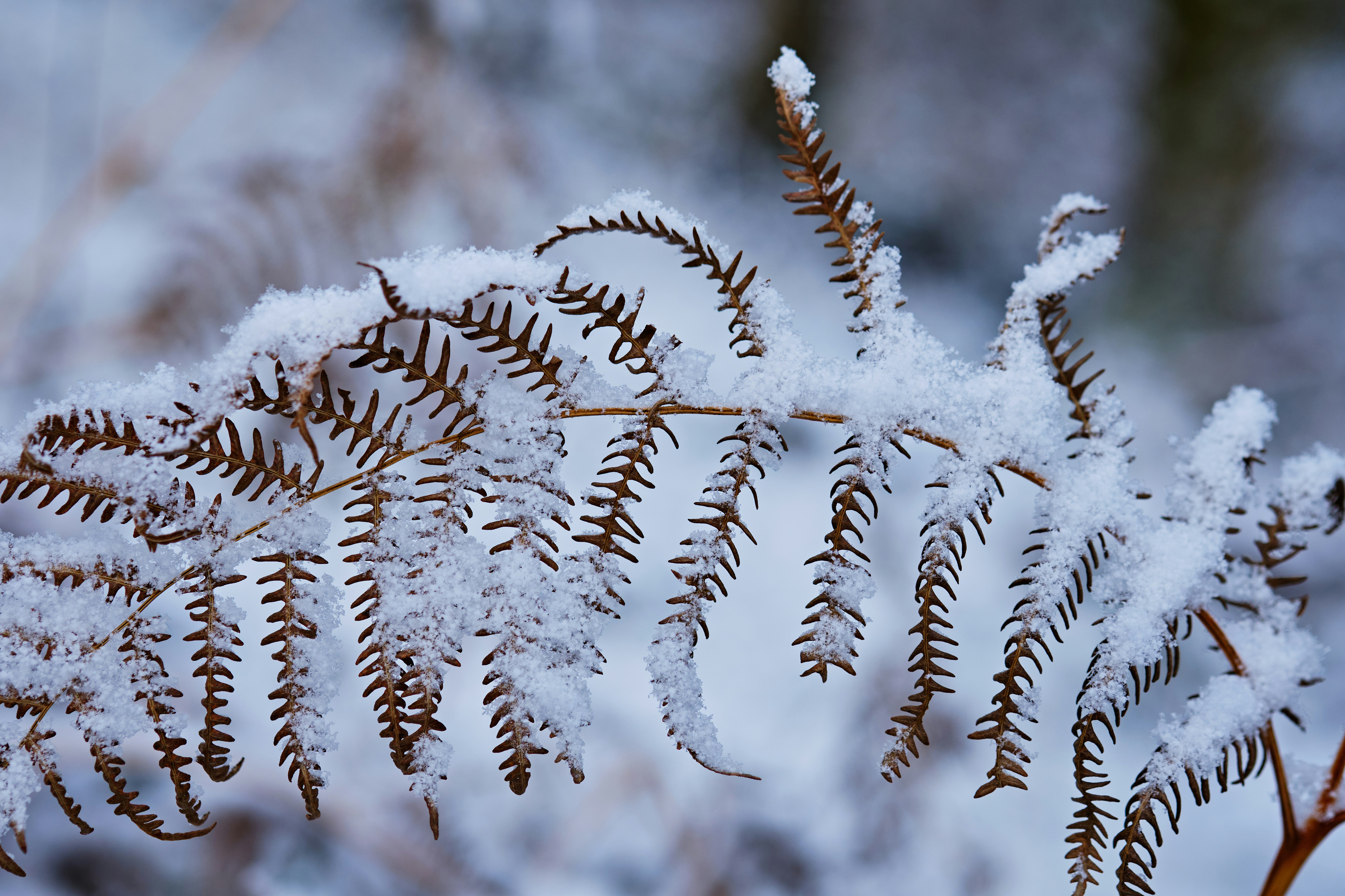 Hoarfrost Lace on Winter Ferns