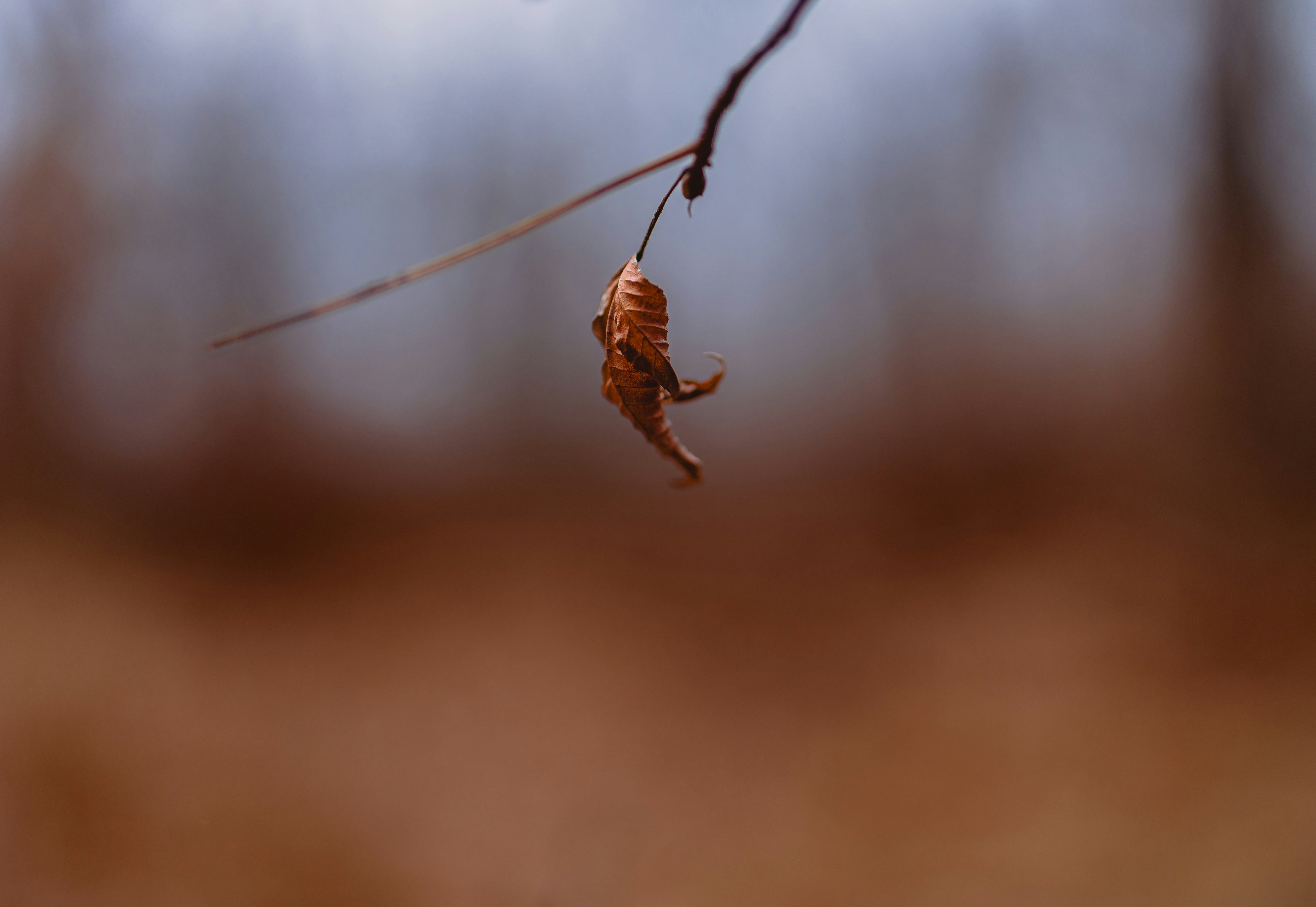 Photo by Junior Louis Jean with Sony Alpha 7 IV