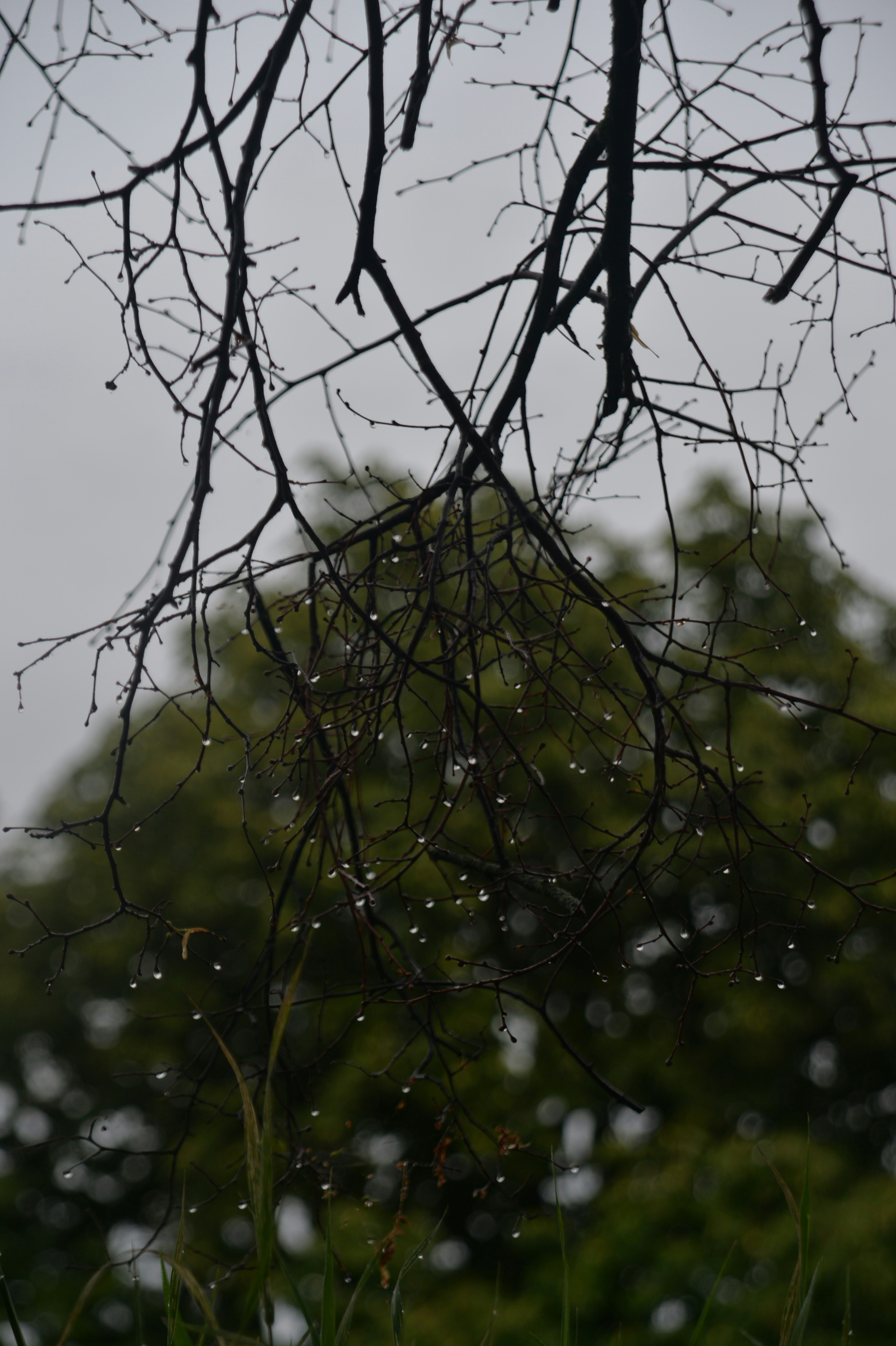 Photo by Balikó András with Nikon Df