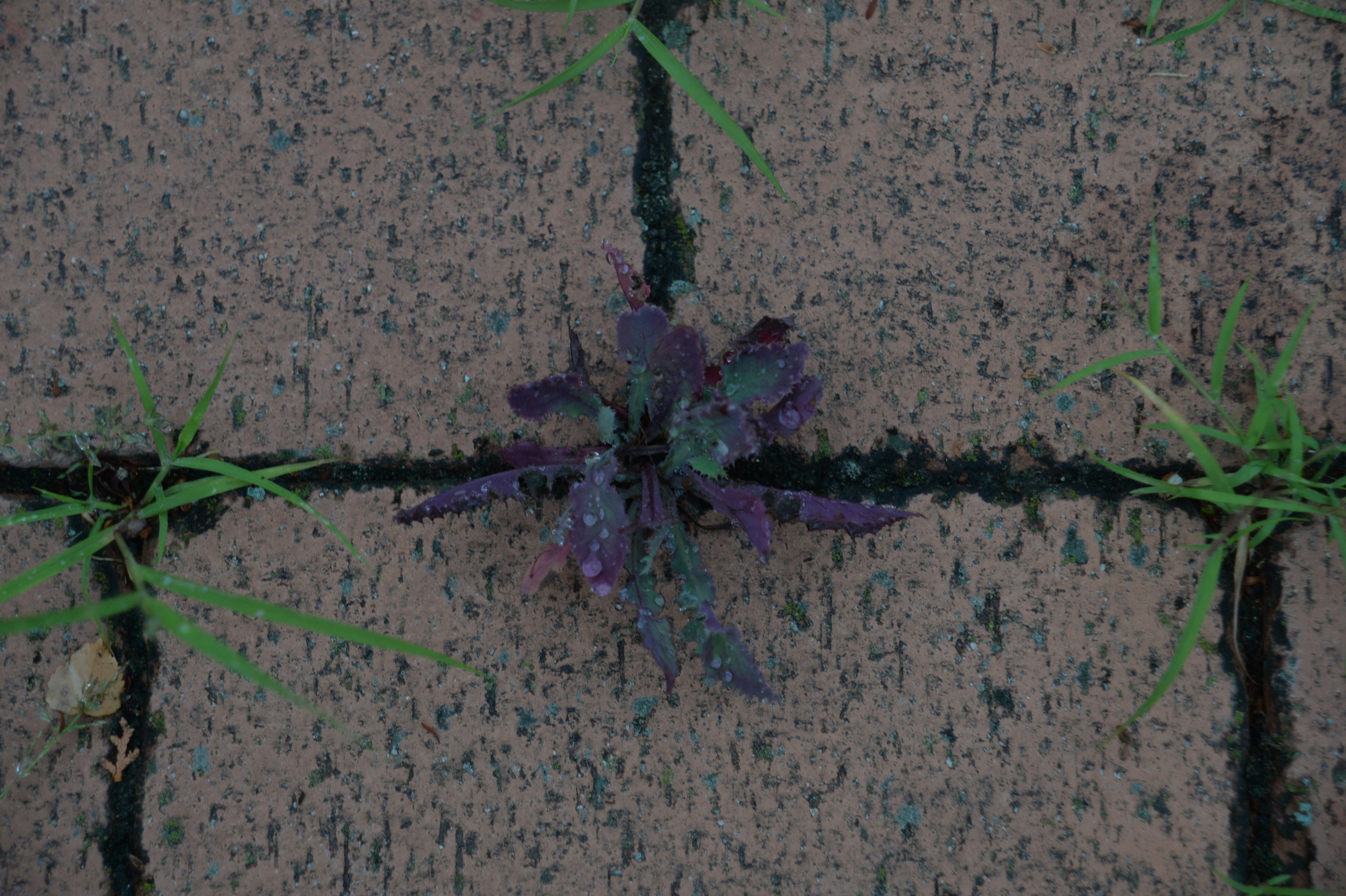 A purple flower sitting on top of a sidewalk photo – Free Karád Image ...