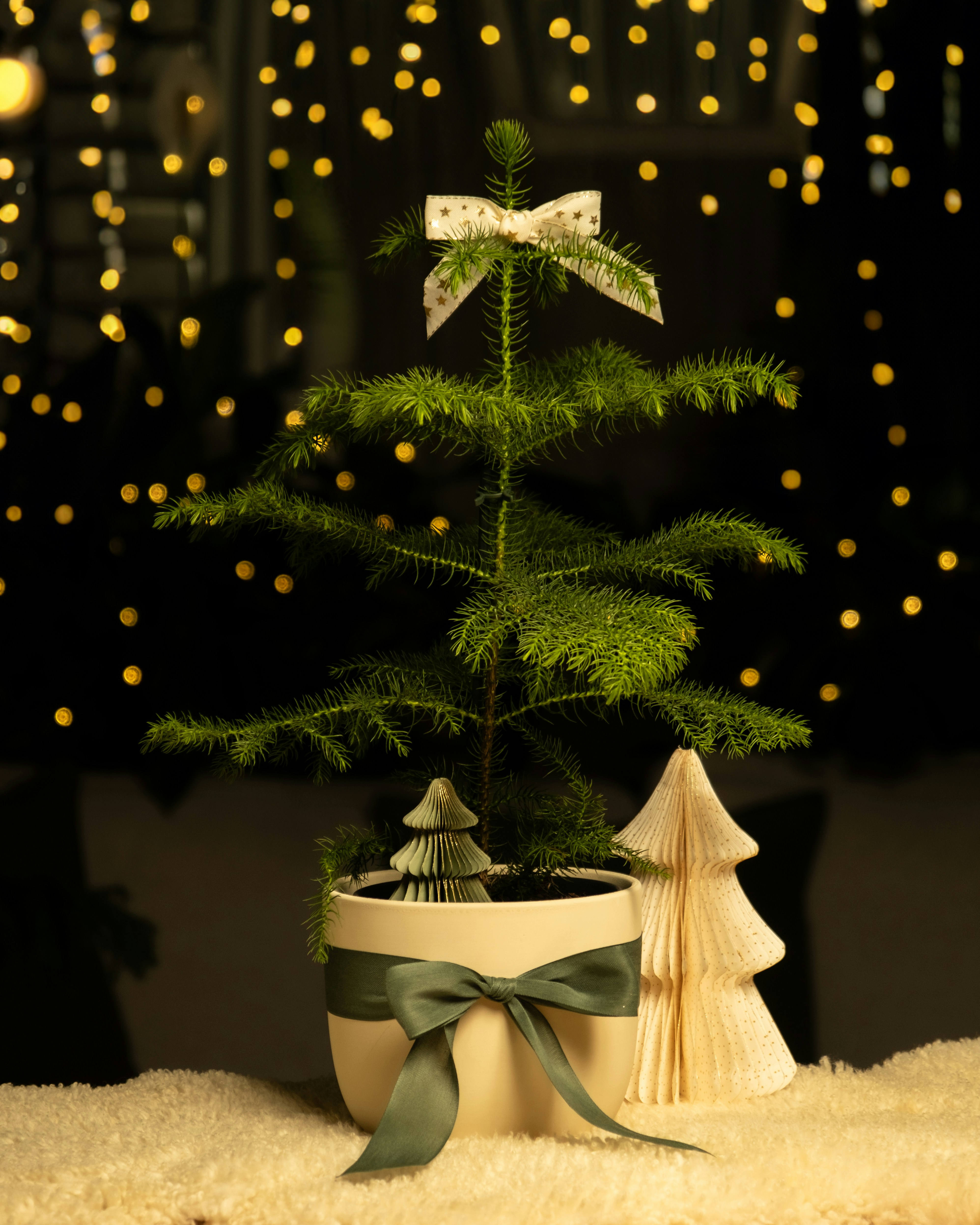 Sapin Dans Un Pot