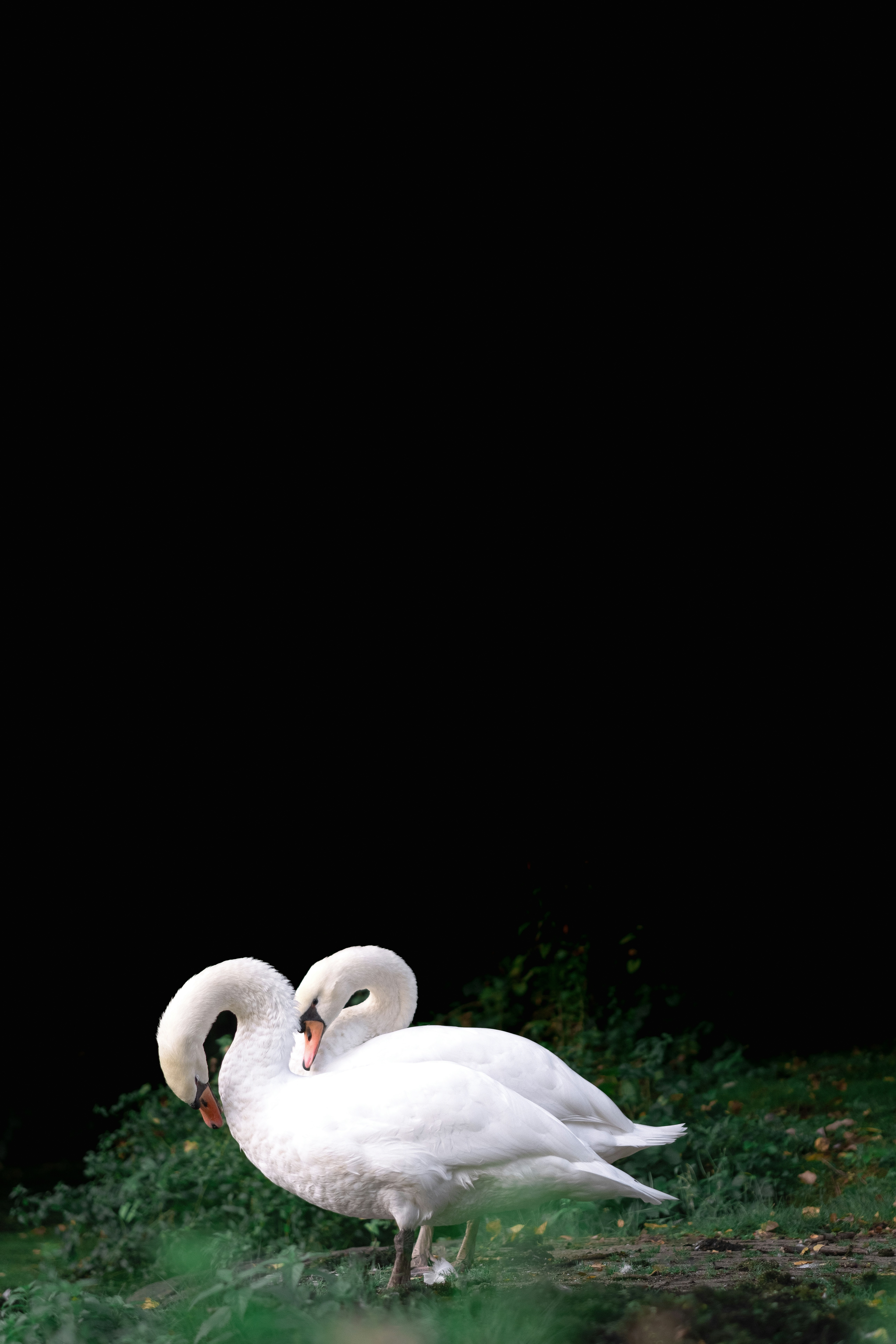 Twin Swans at the Shadowed Shore