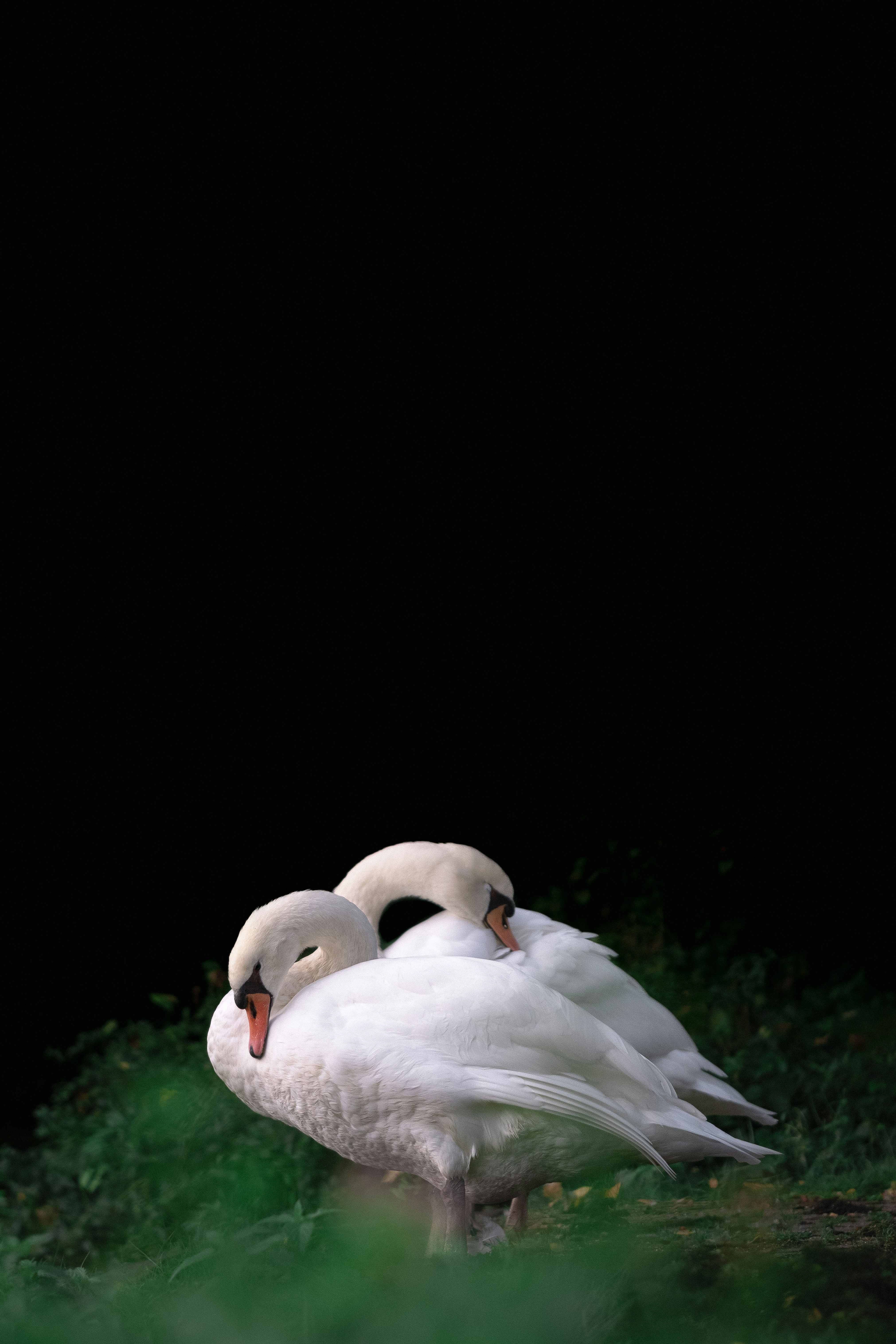 Quiet Duet: Two Swans Rest Along a Shadowed Bank