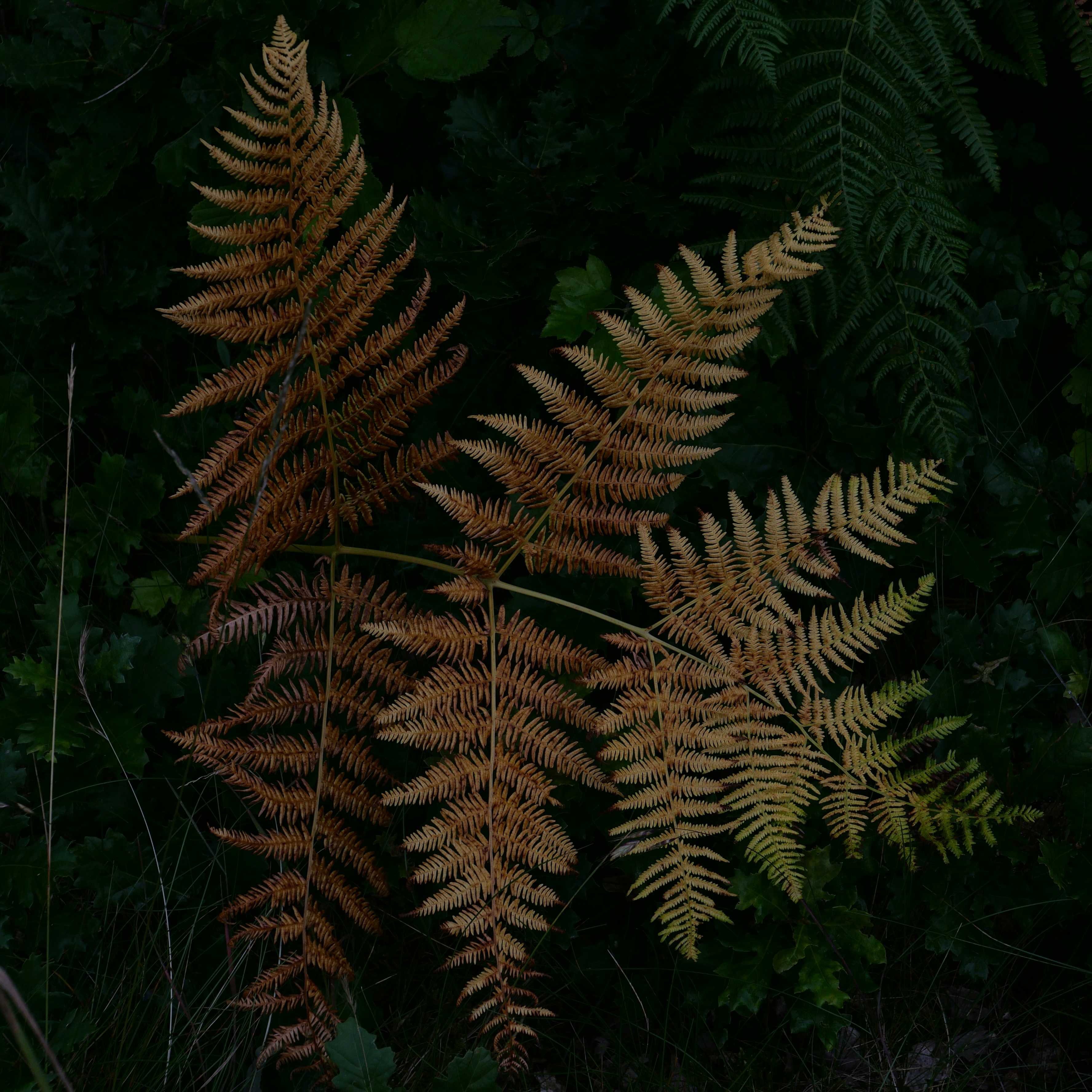 Amber Fronds in a Velvet Understory