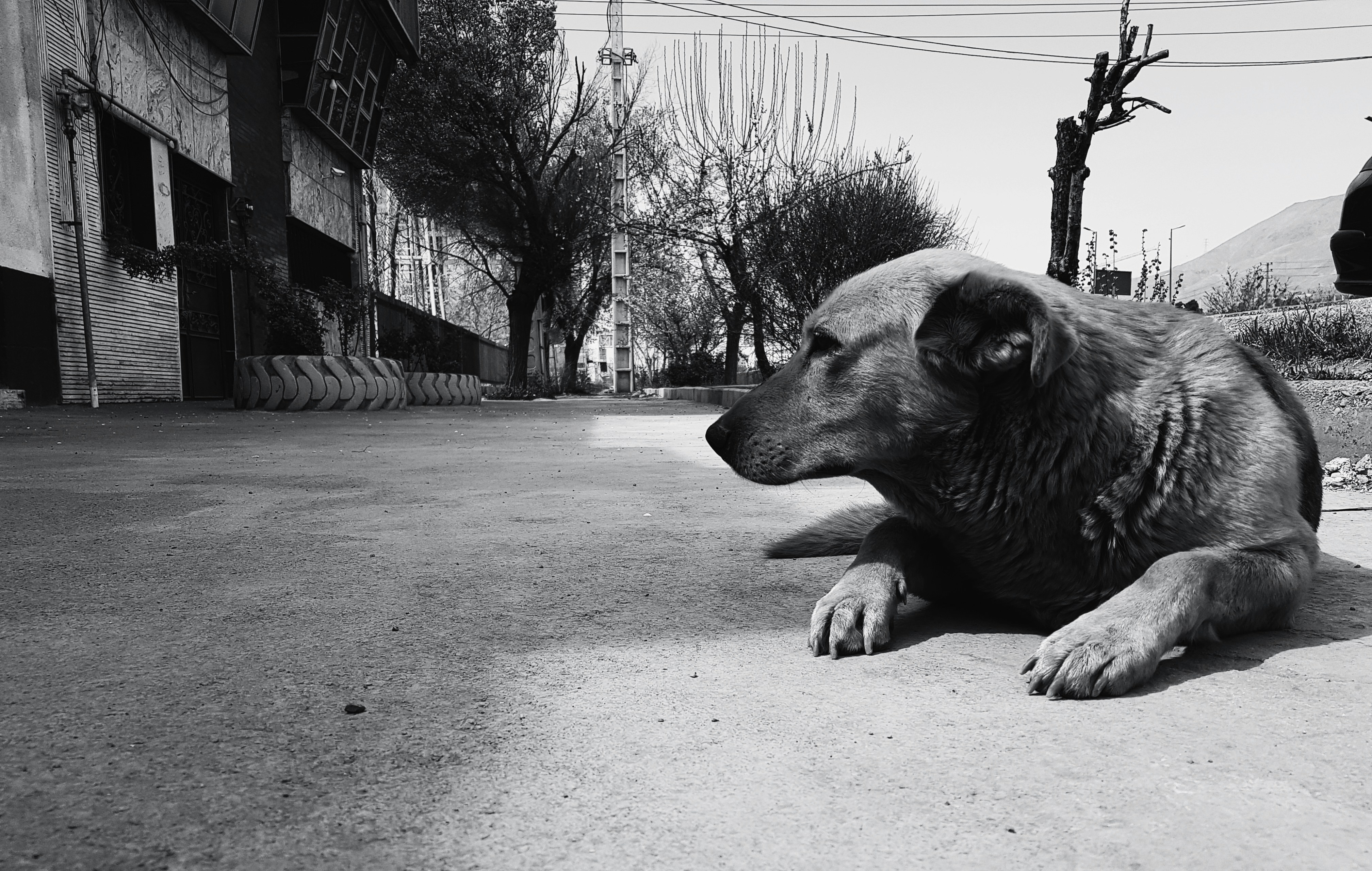Monochrome Moment: A Hound at Rest on a Quiet Street