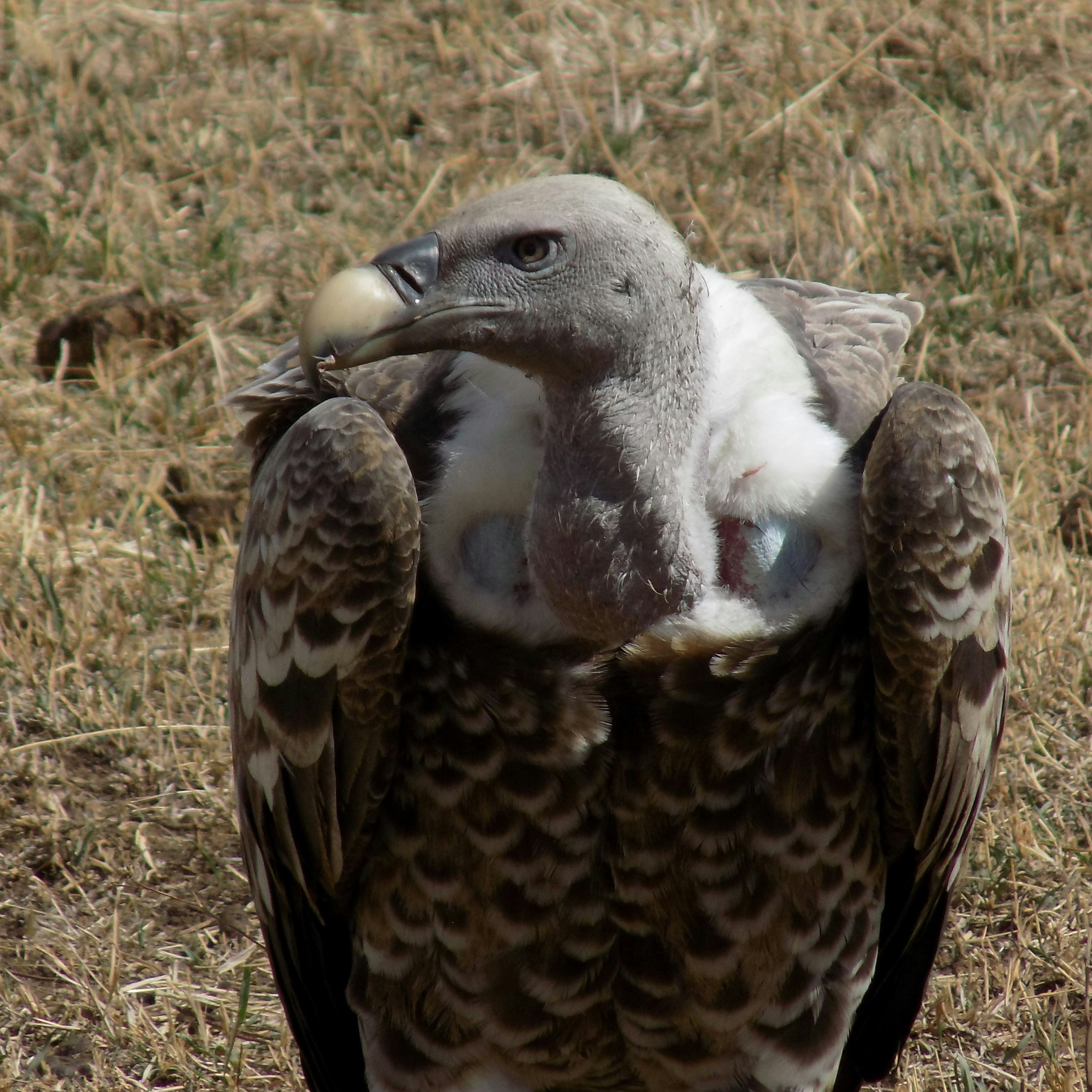 Close-up photograph of a grey-headed albatross on dry grass, showcasing intricate feather patterns and a curious gaze.