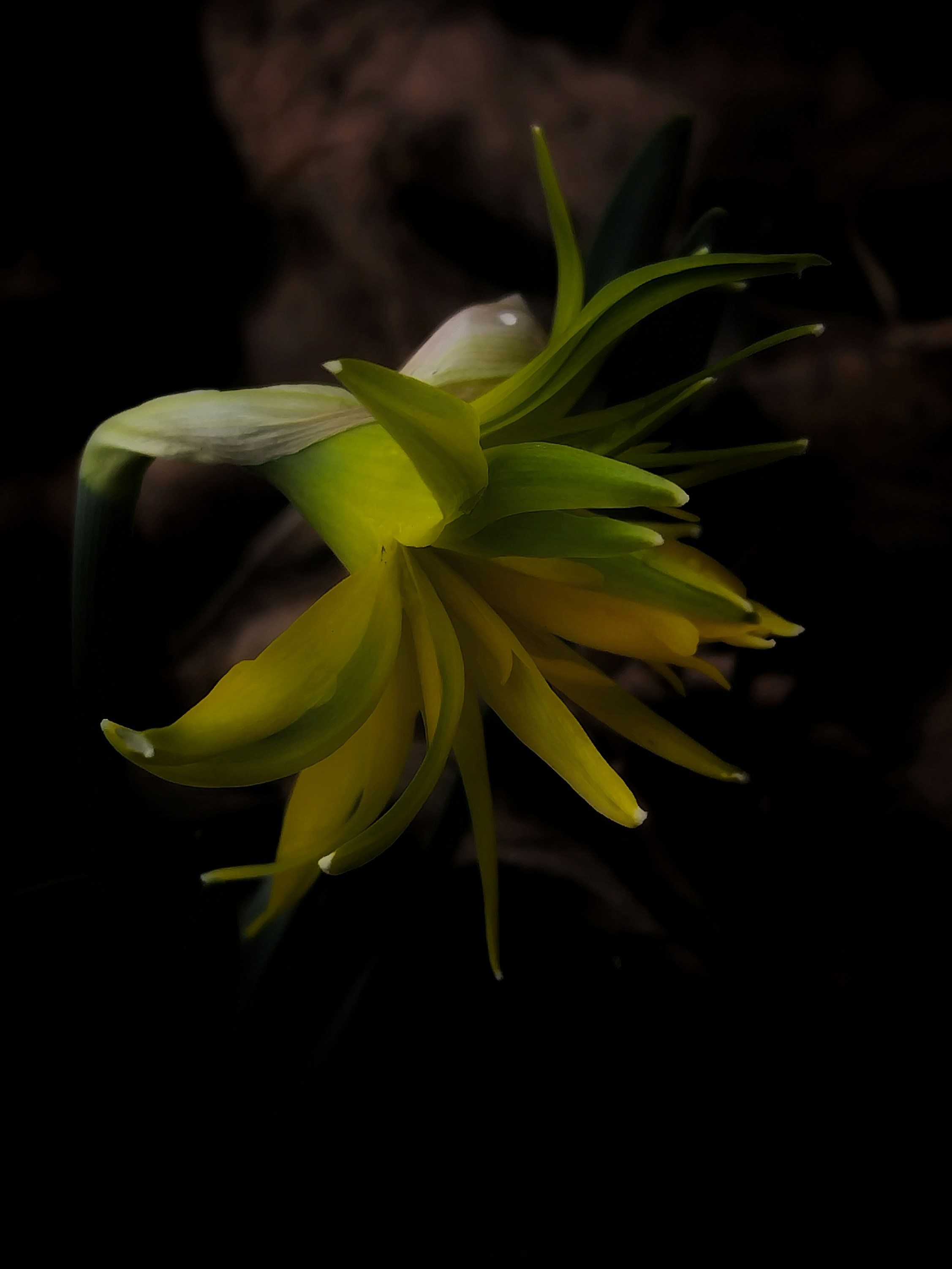 a close up of a yellow flower on a black background
