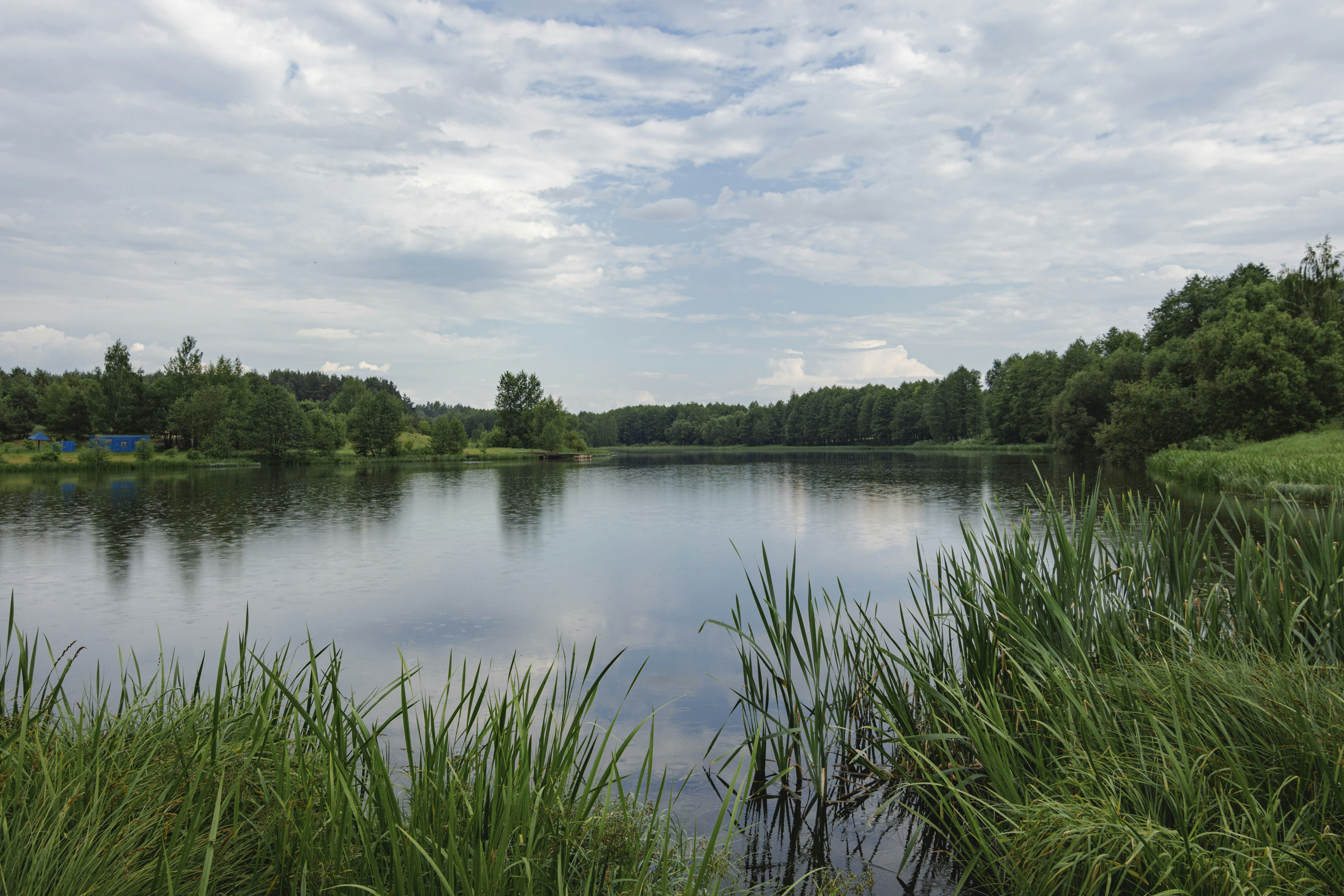 Calm lake reflecting a cloudy sky, surrounded by lush green reeds and a dense forest.