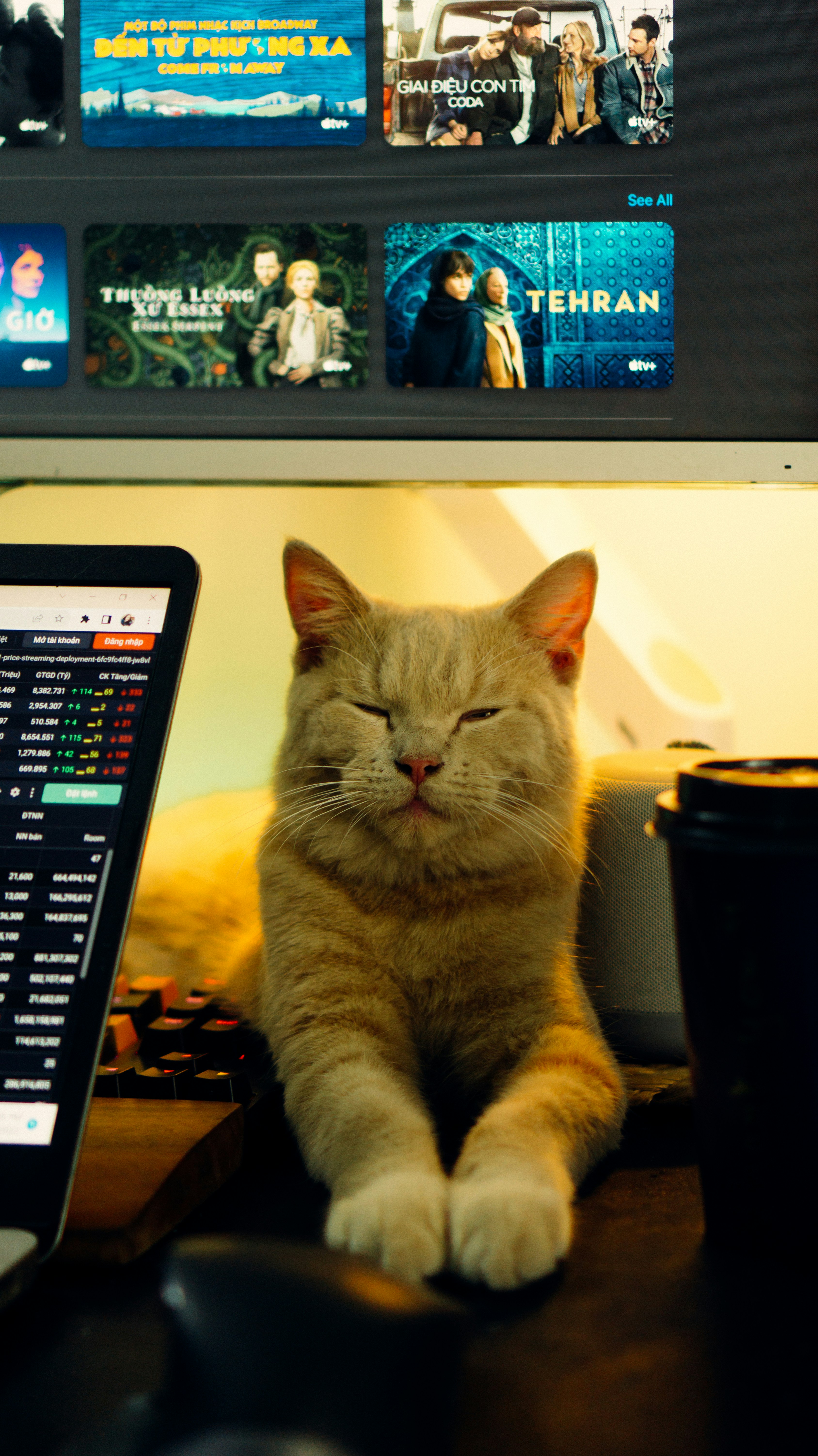 Deskbound Feline: Quiet Power Under Screen Glow
