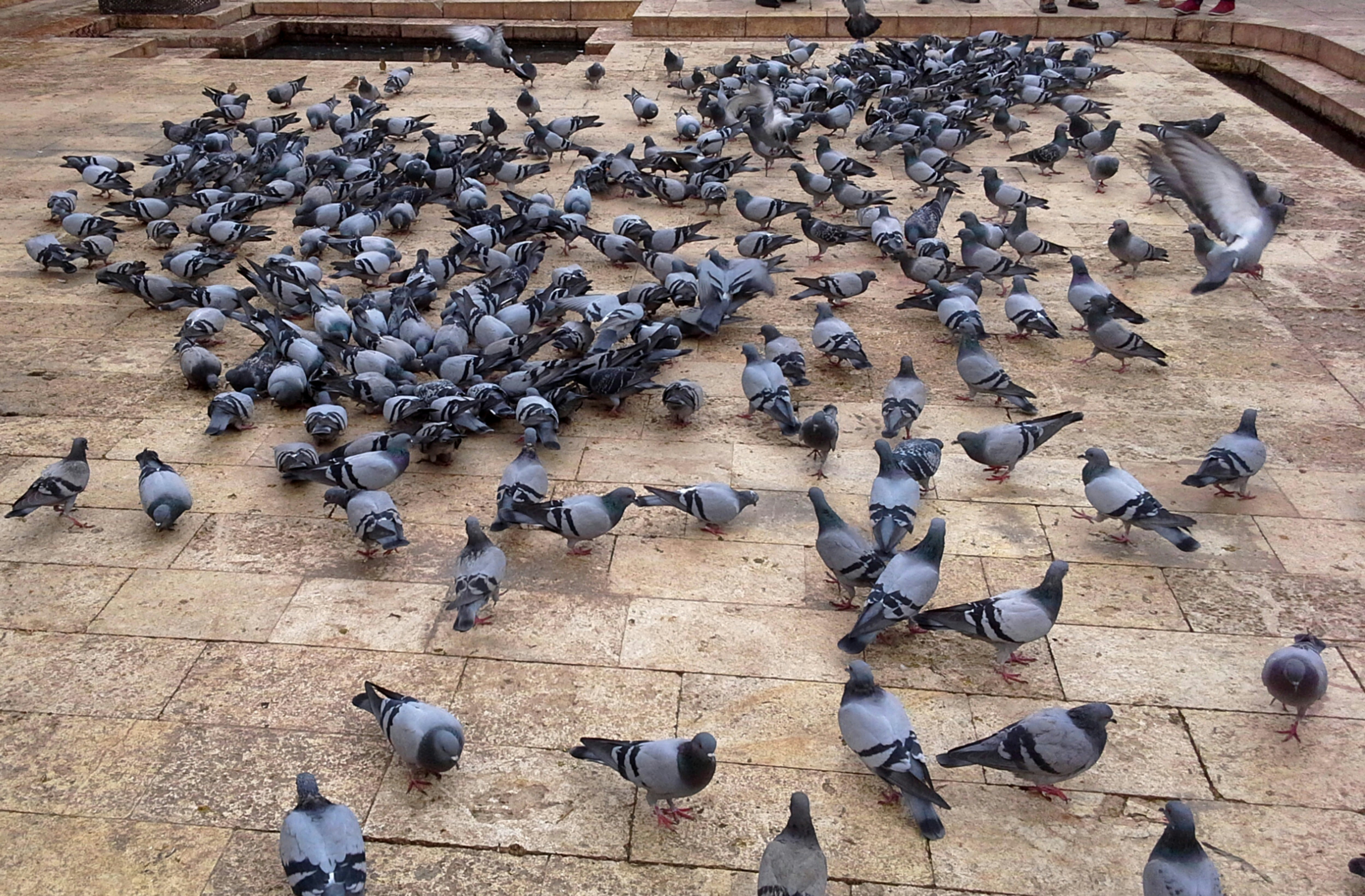 A flock of pigeons standing on the ground photo – Free Human Image on ...
