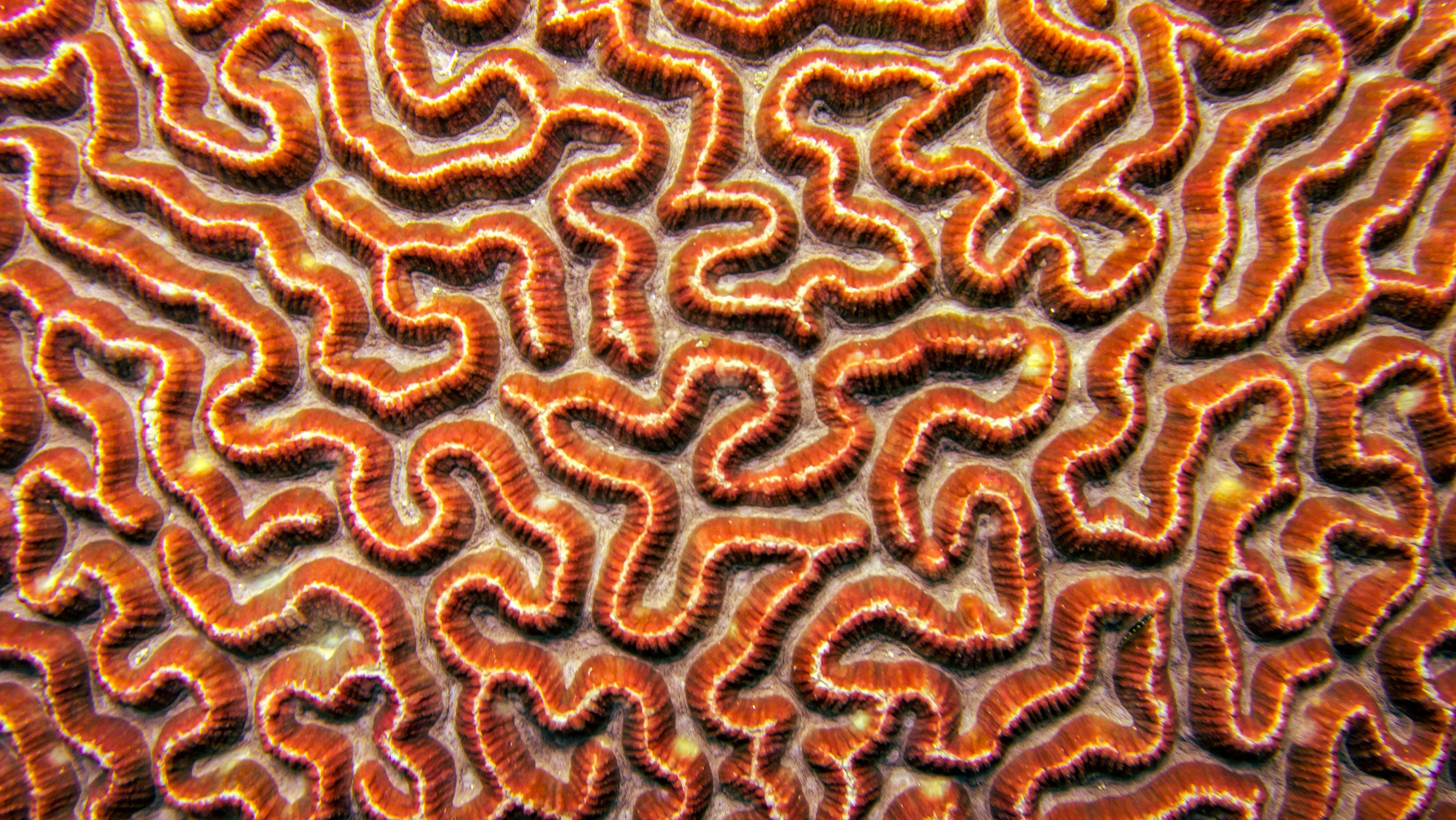 A close up view of a coral coral photo – Free Underwater Image on Unsplash
