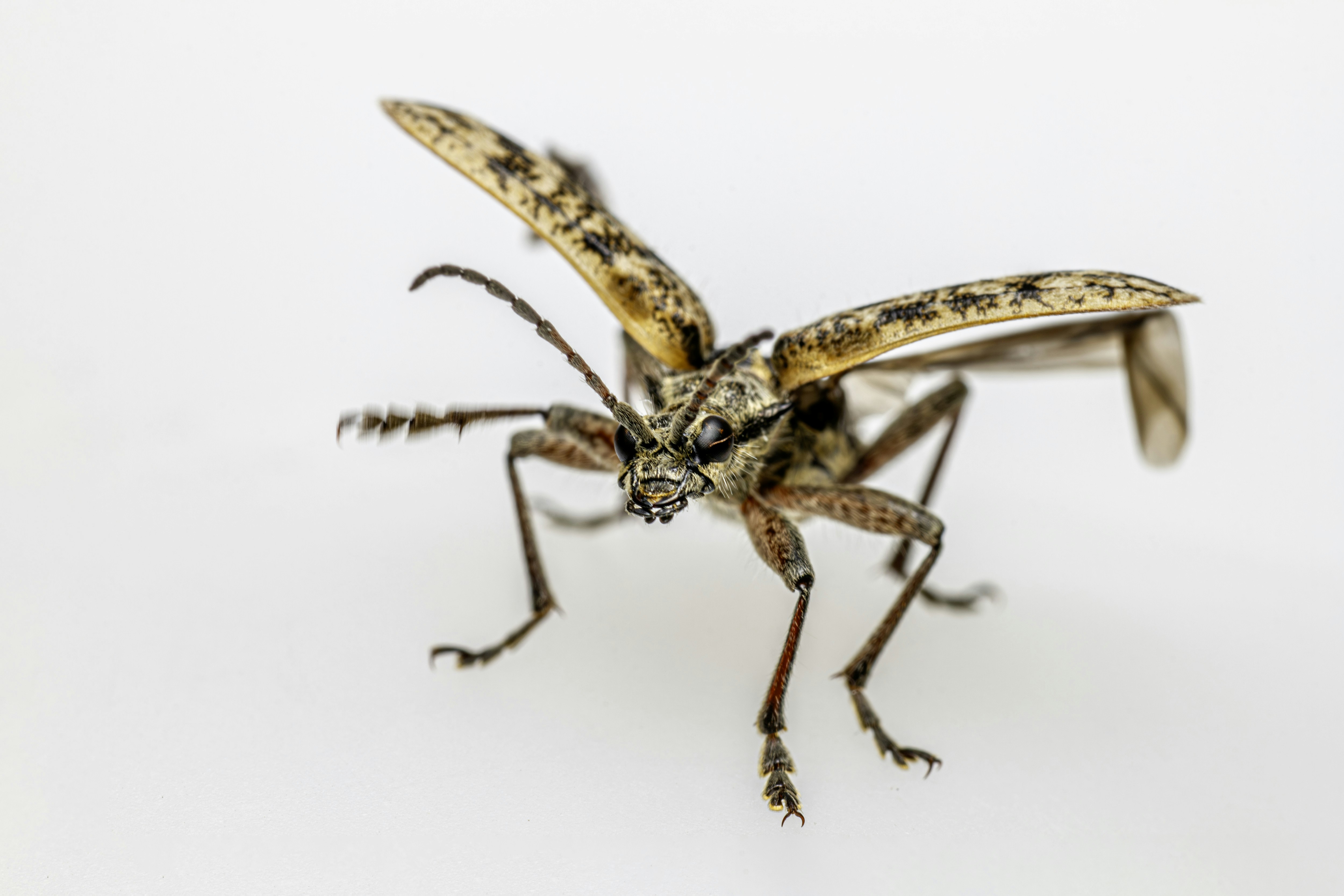 Horned Intruder: A detailed close-up of a textured longhorn beetle mid-step
