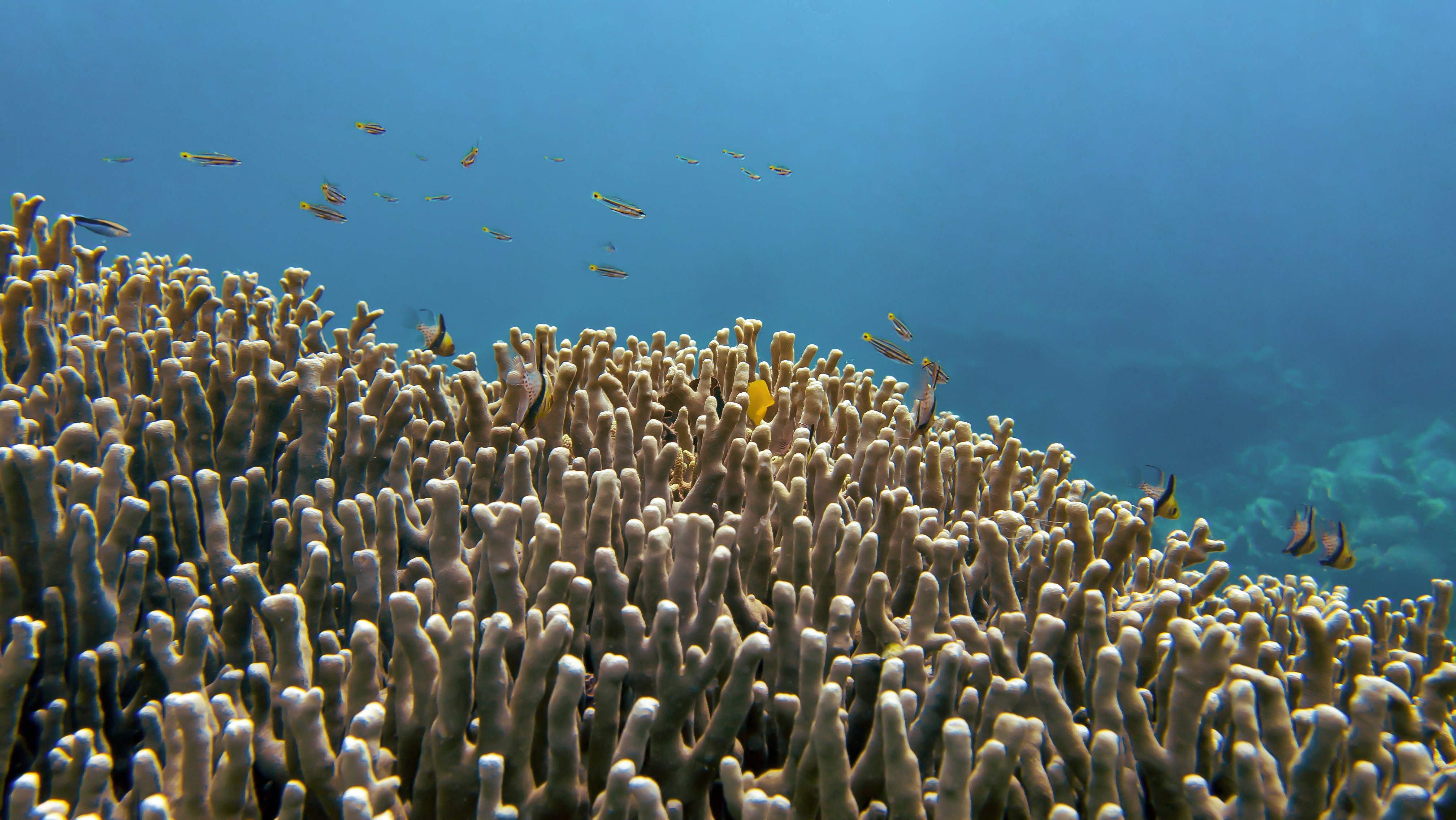 350+ Coral Pictures | Download Free Images on Unsplash