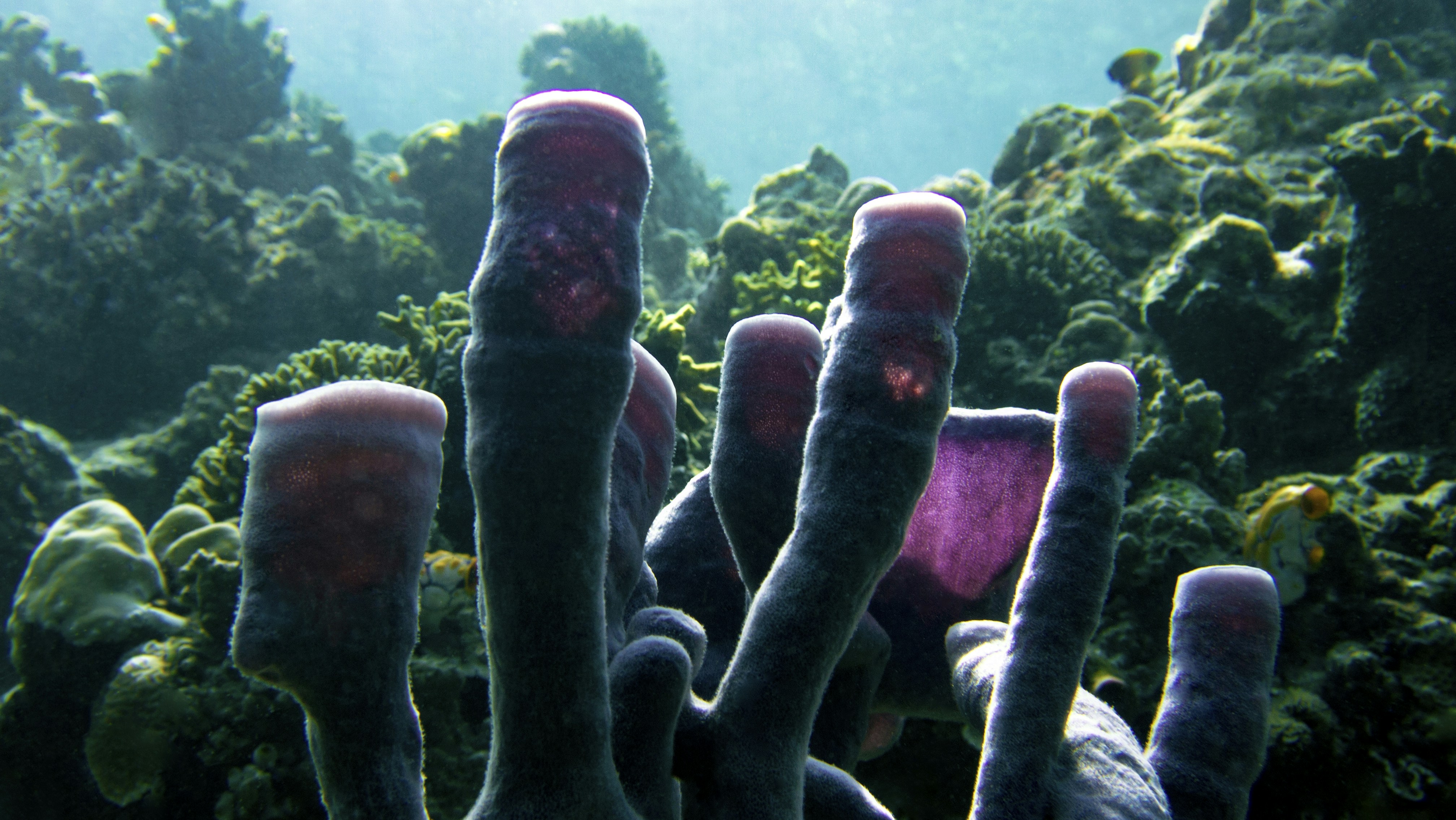 Underwater photograph of purple tube sponges rising from a rocky reef with diffused sunlight filtering through the water.