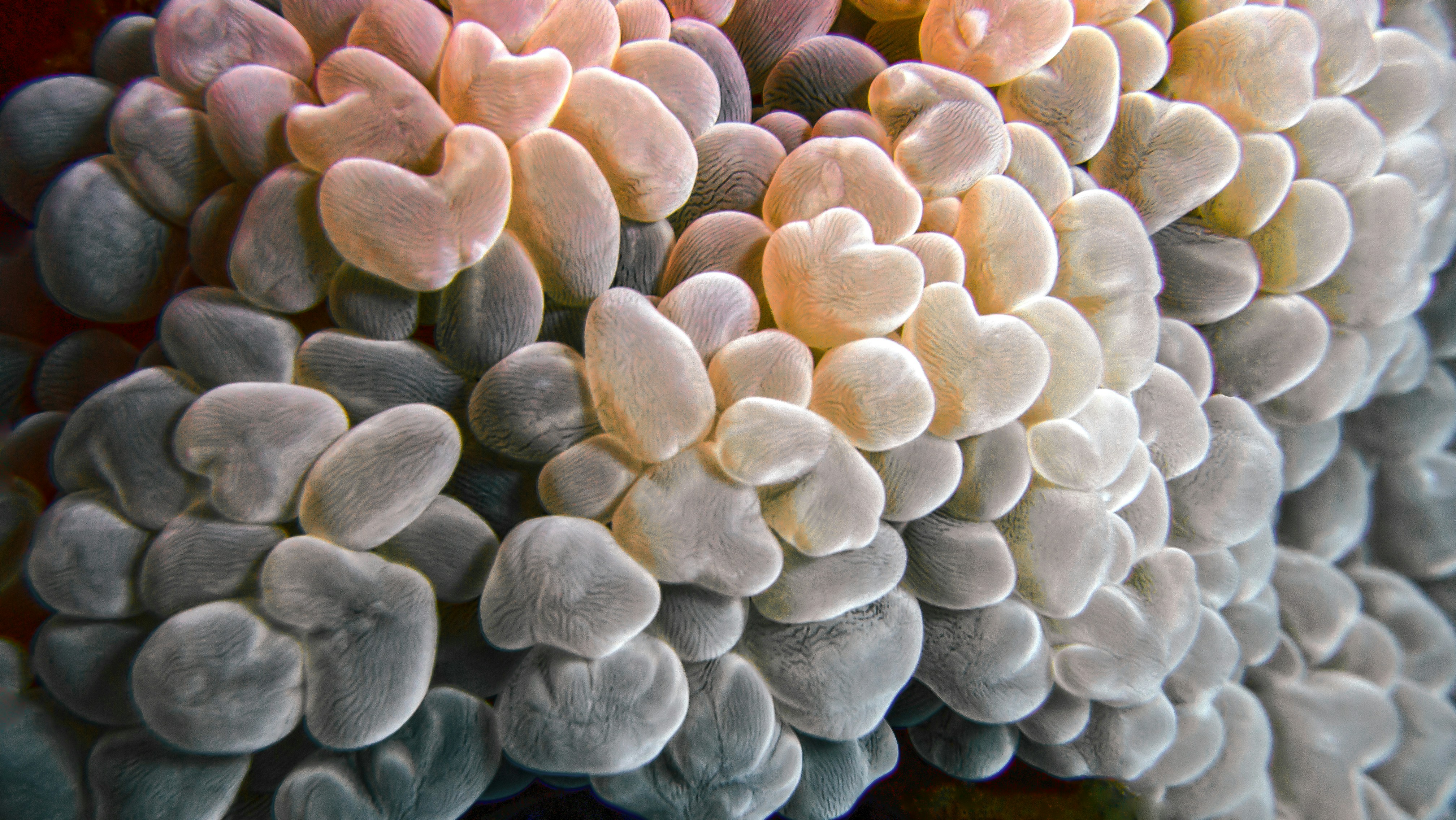 Macro close-up of pebble-like succulent leaves forming a soft, textured surface, highlighting pastel tones.