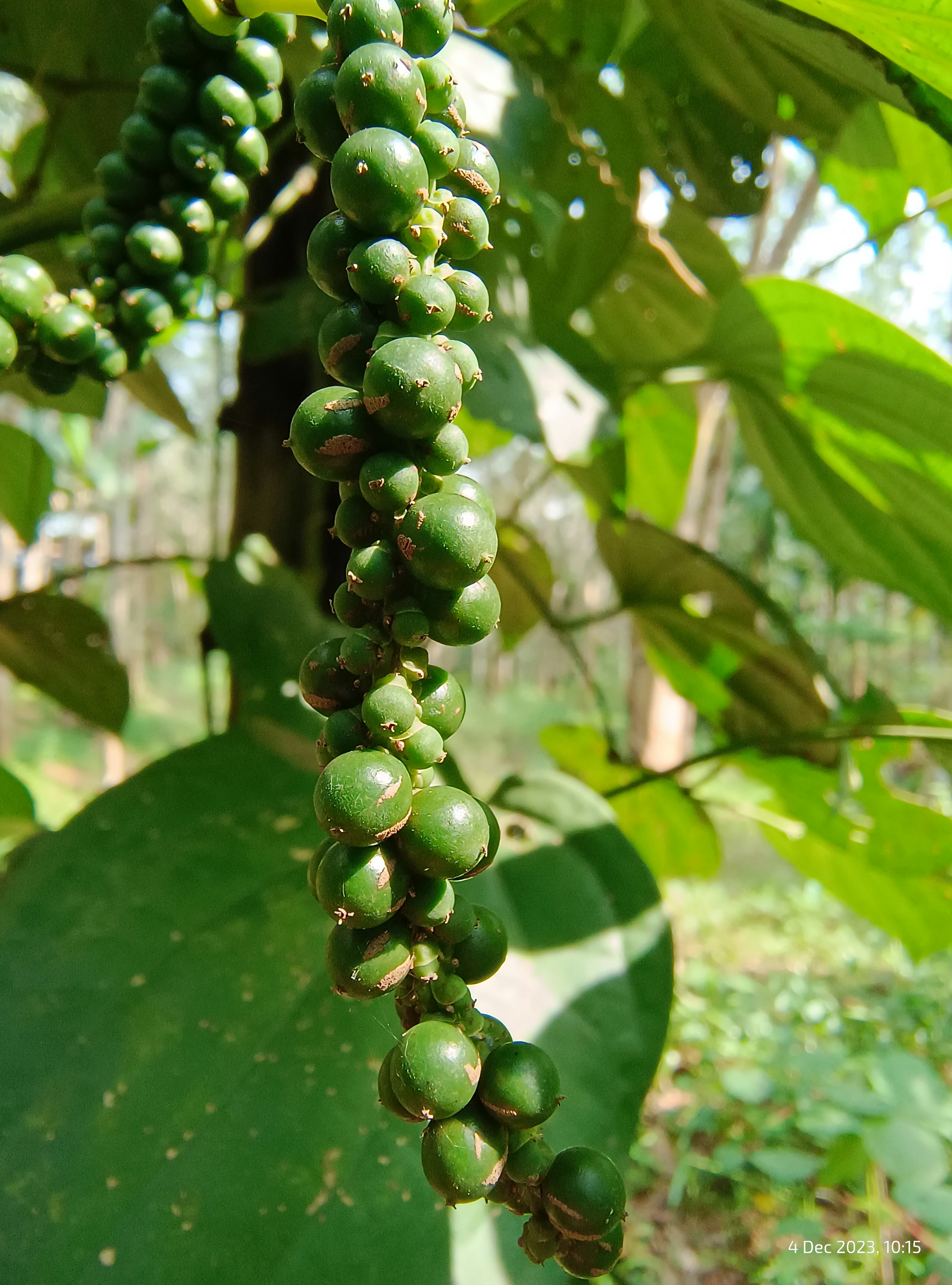 Sample photo from Motorola Edge 40