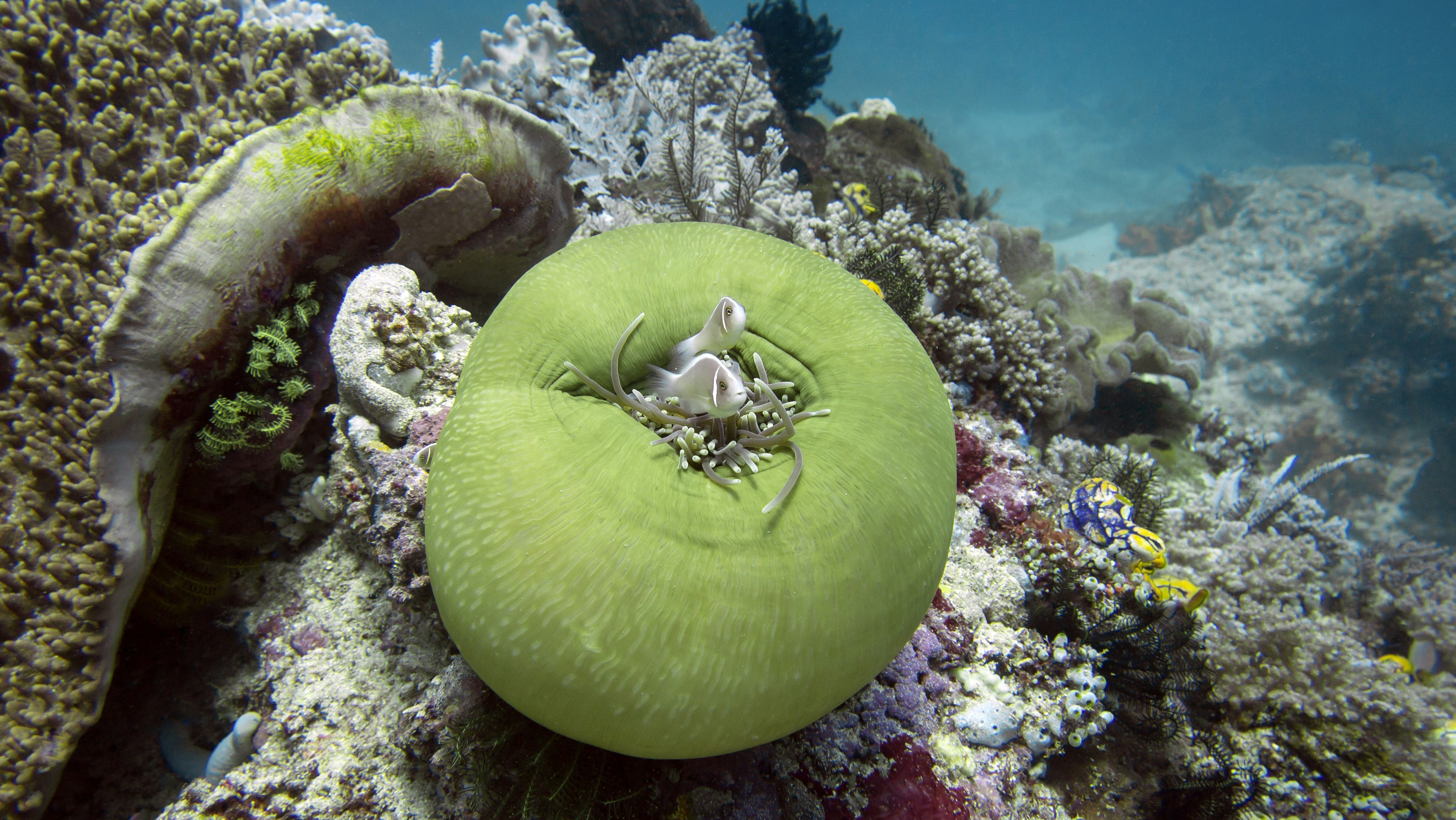 Underwater photograph of a bright green, spherical organism resting on a colorful coral reef among sponges.