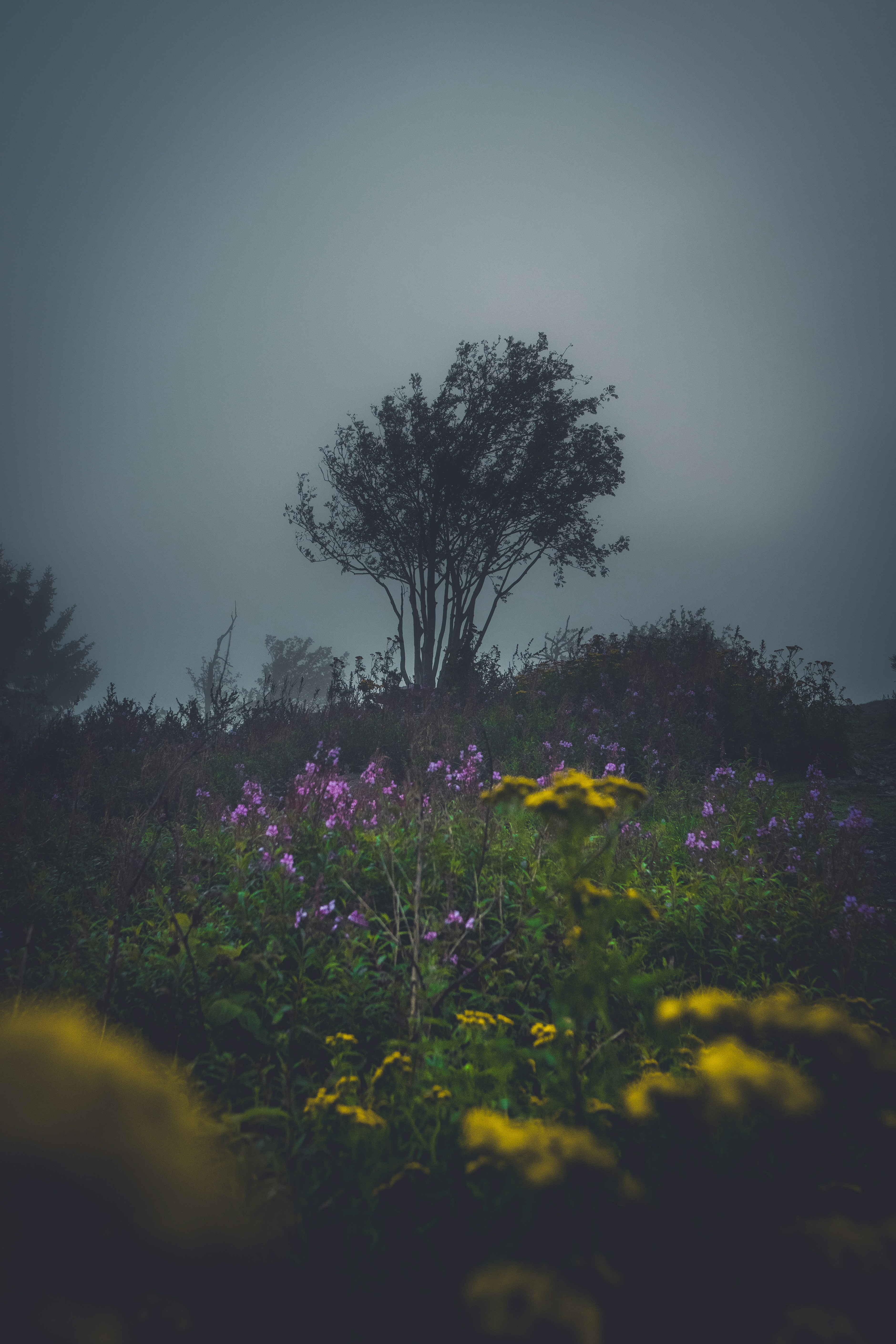 Solitary tree silhouetted on a hill rises above a field of purple and yellow flowers under a blue, misty sky.